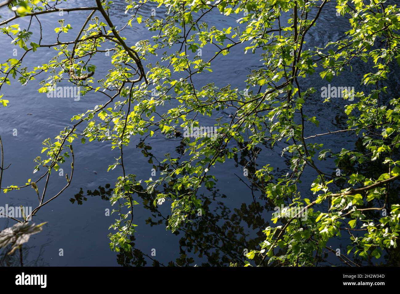 Hawthorn leaves hi-res stock photography and images - Alamy