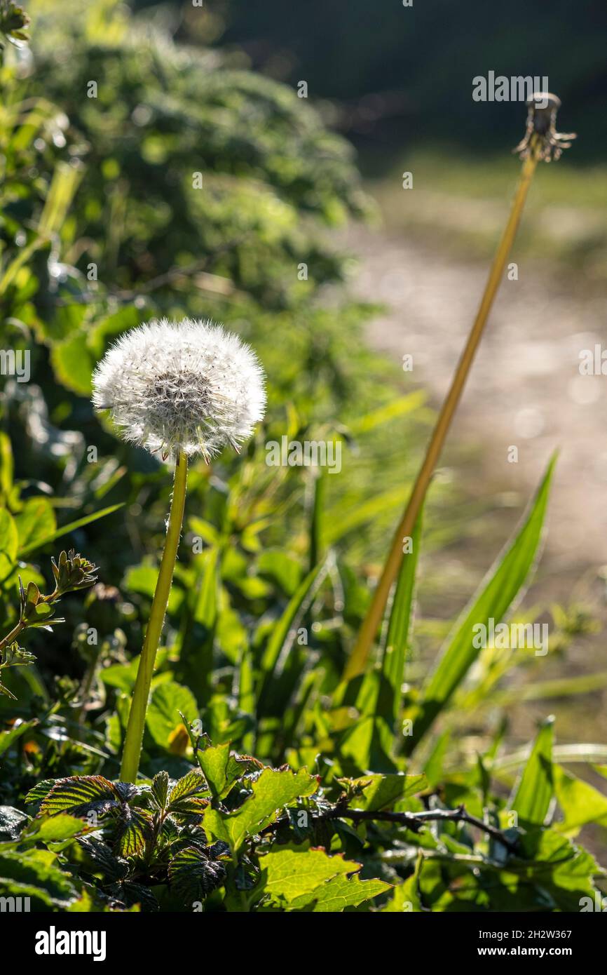 Dandelion seed head or ‘Dandelion Clock’ Stock Photo - Alamy