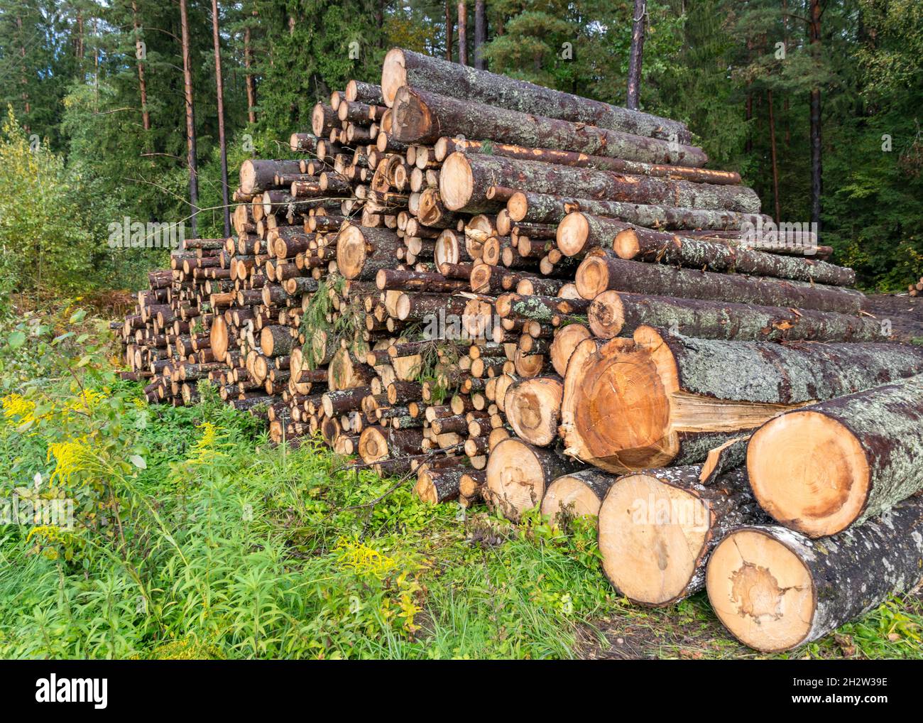 landscape with wooden logs on the side of the road, trees prepared for ...