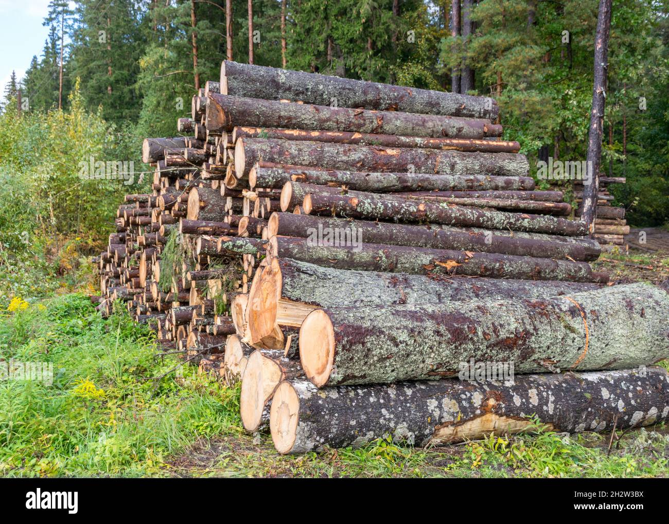 landscape with wooden logs on the side of the road, trees prepared for ...