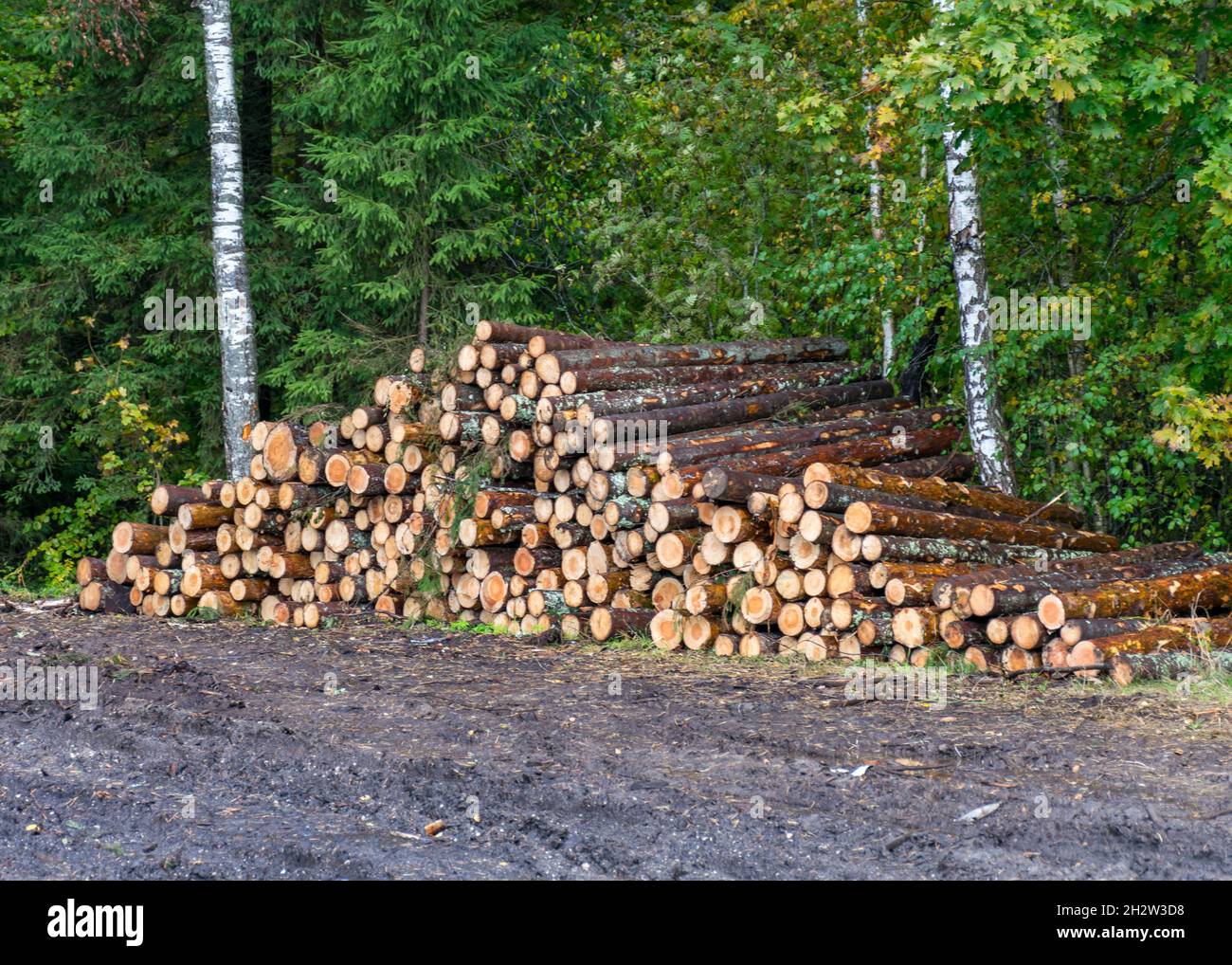 Firewood extraction hi-res stock photography and images - Alamy