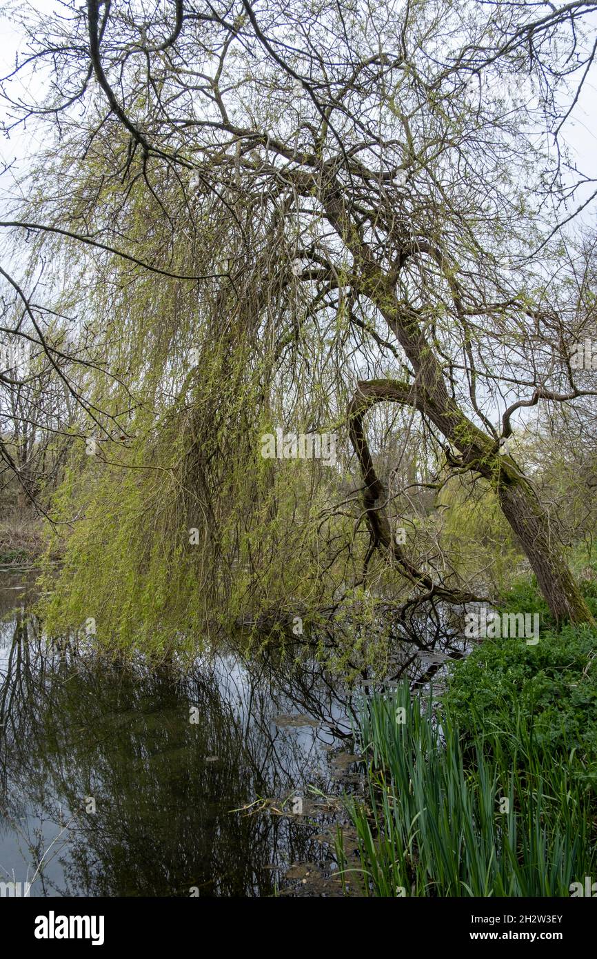 Salix babylonica, weeping willow, beside lake Stock Photo - Alamy