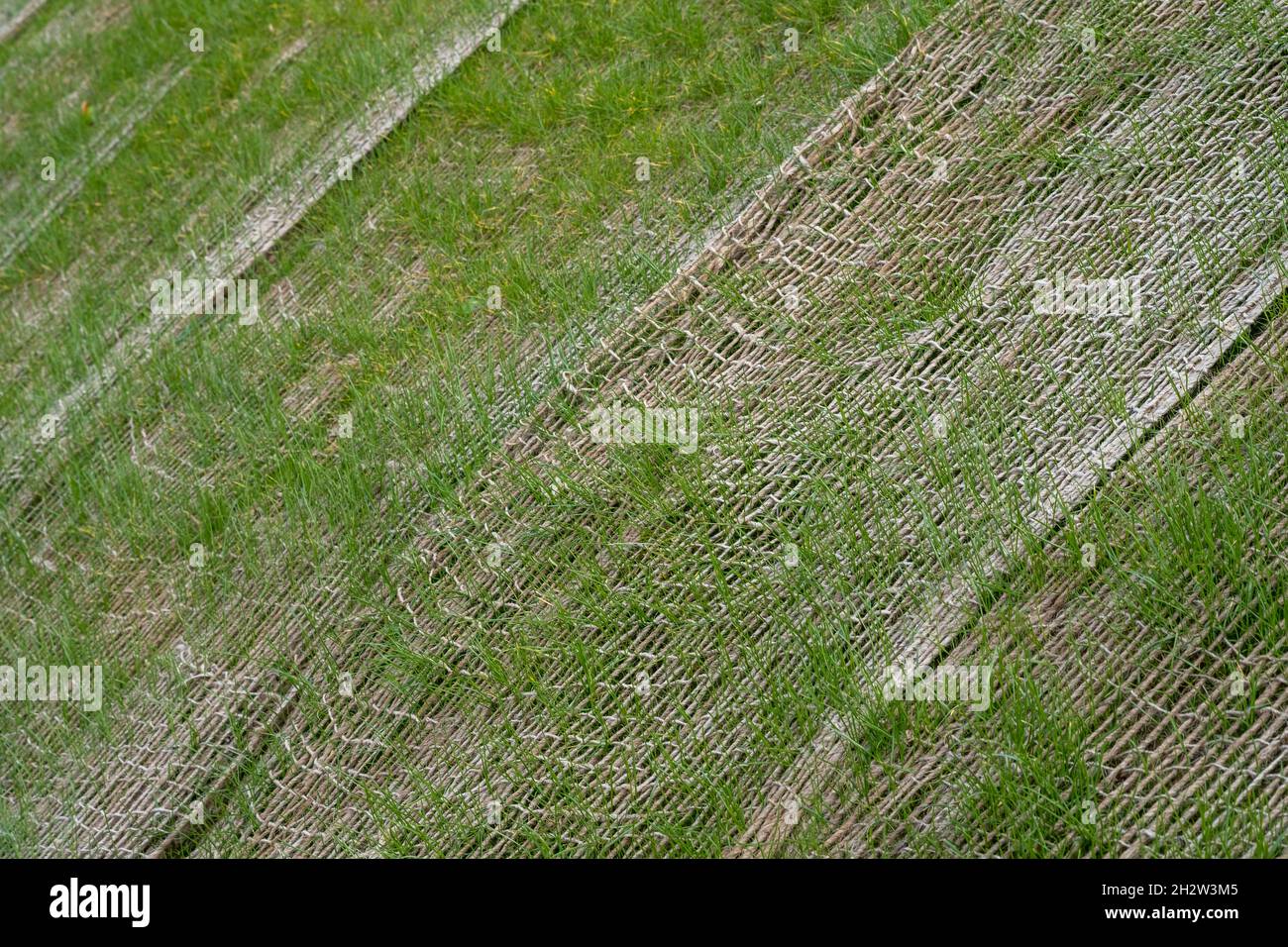 Jute supports for newly seeded steep grass bank Stock Photo - Alamy