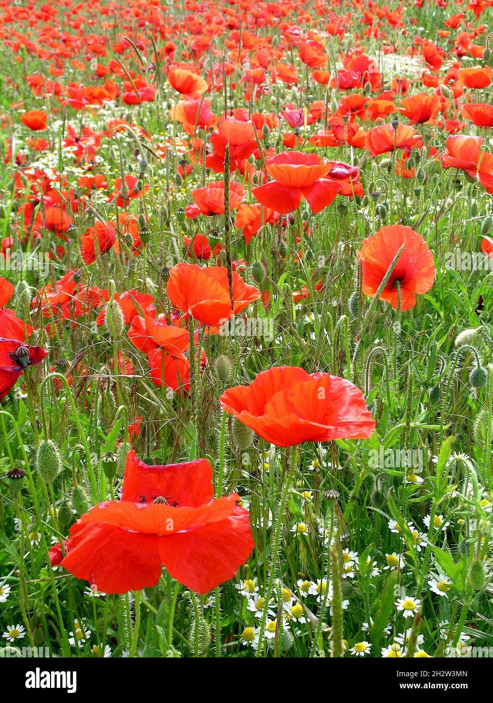 Beautiful red poppies sunset hi-res stock photography and images - Alamy