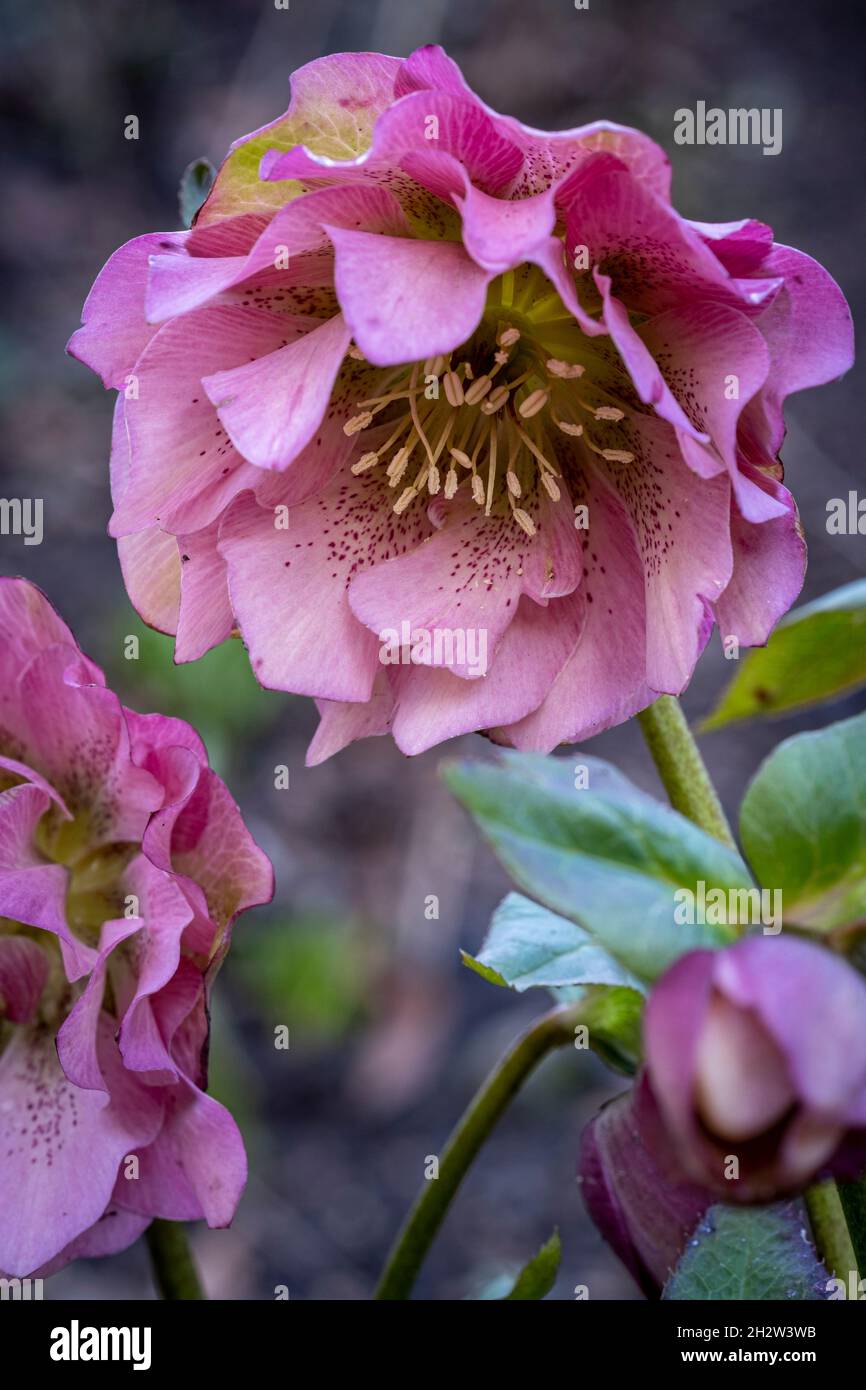 Double pink hellebore hi-res stock photography and images - Alamy