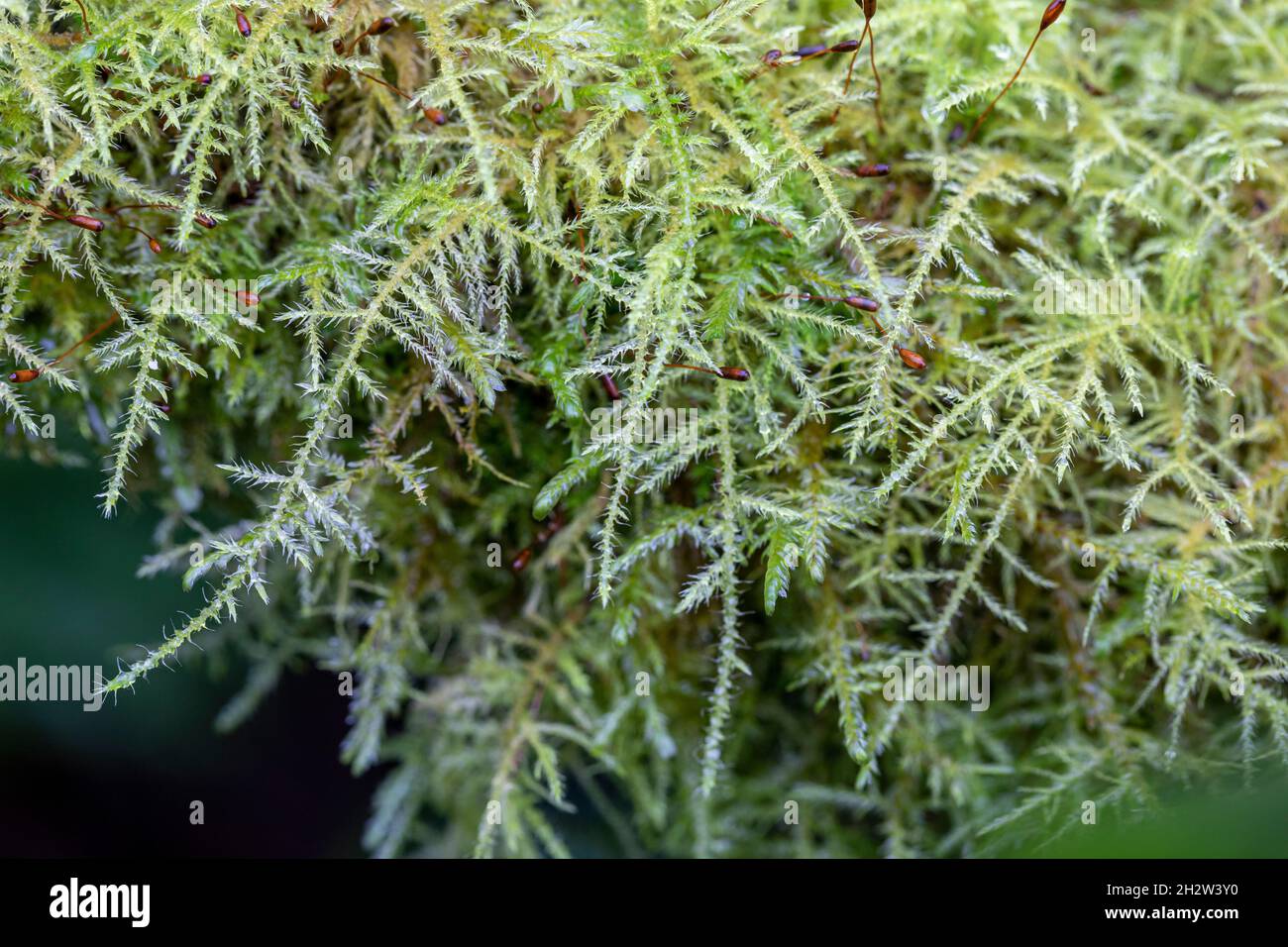 Kindbergia praelonga, Common Feather Moss Stock Photo - Alamy