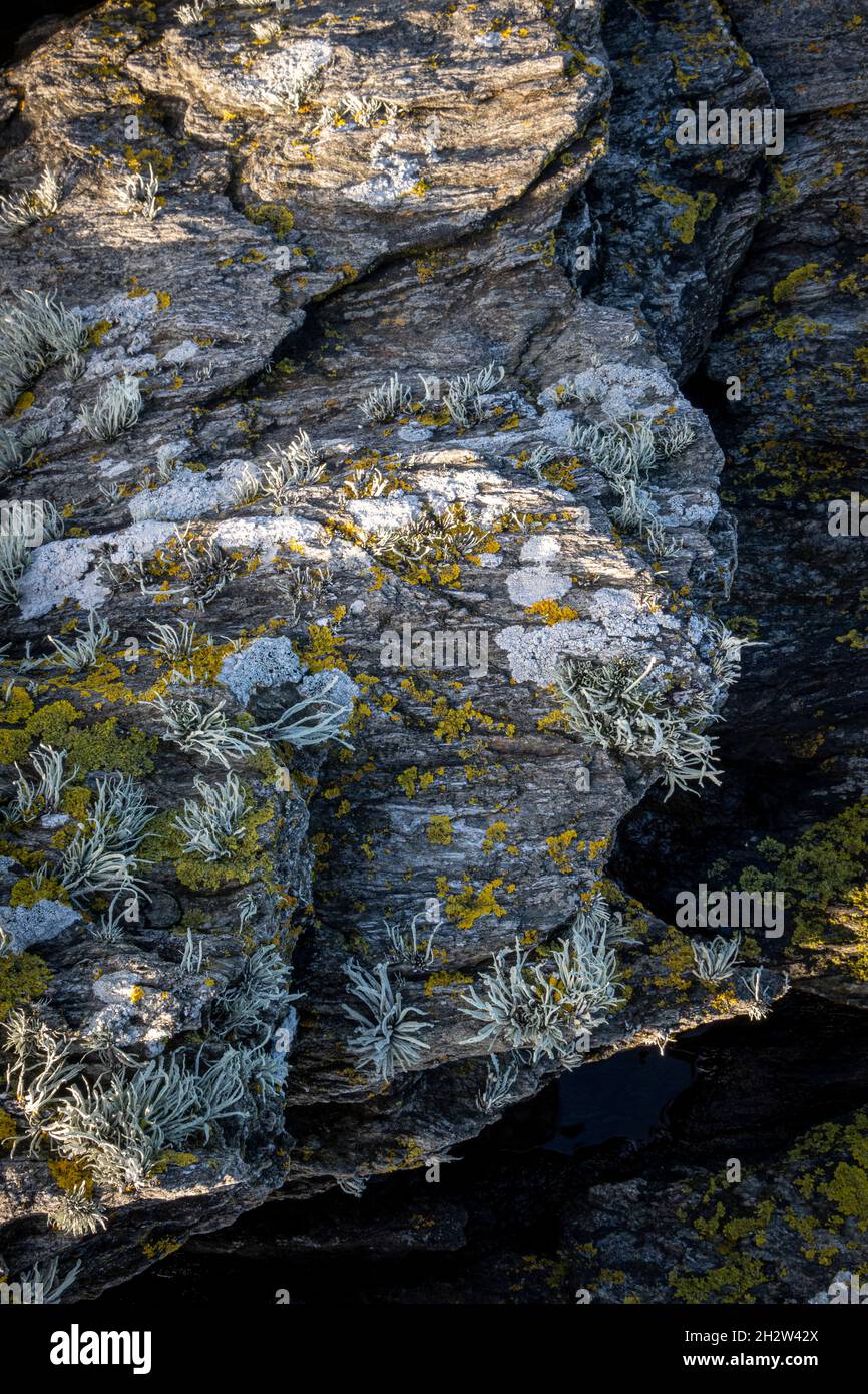 Lichen growing on rocks hi-res stock photography and images - Alamy