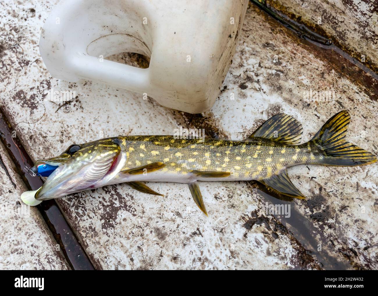 picture with a small pike on the boat floor, fishing concept Stock ...
