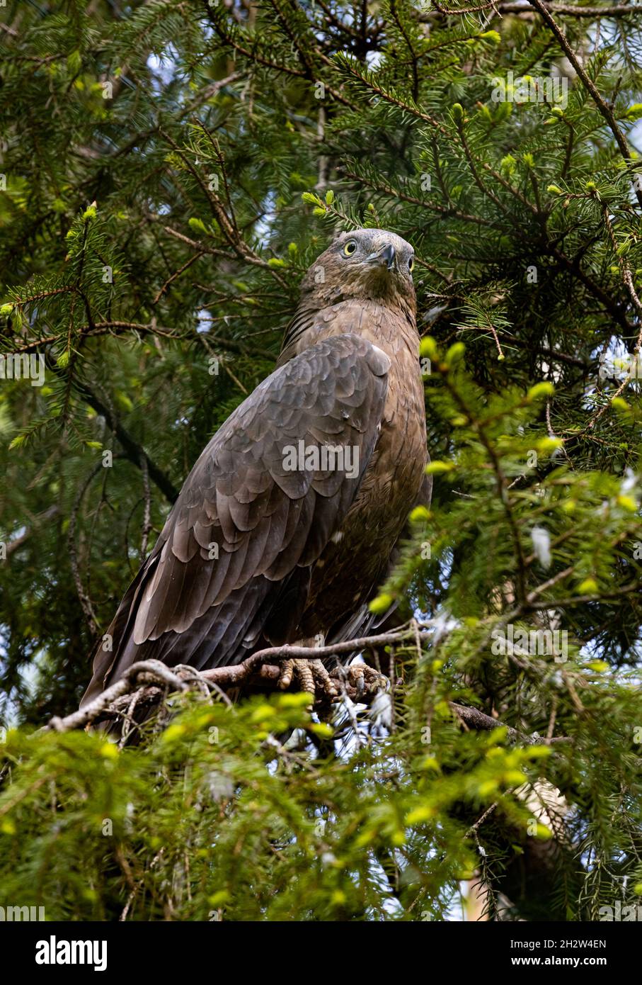 European honey buzzard (Pernis apivorus), also known as the pern or ...