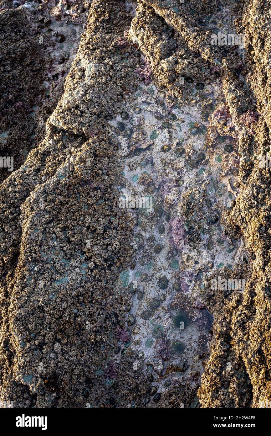 Rock detail on beach in south Devon Stock Photo - Alamy