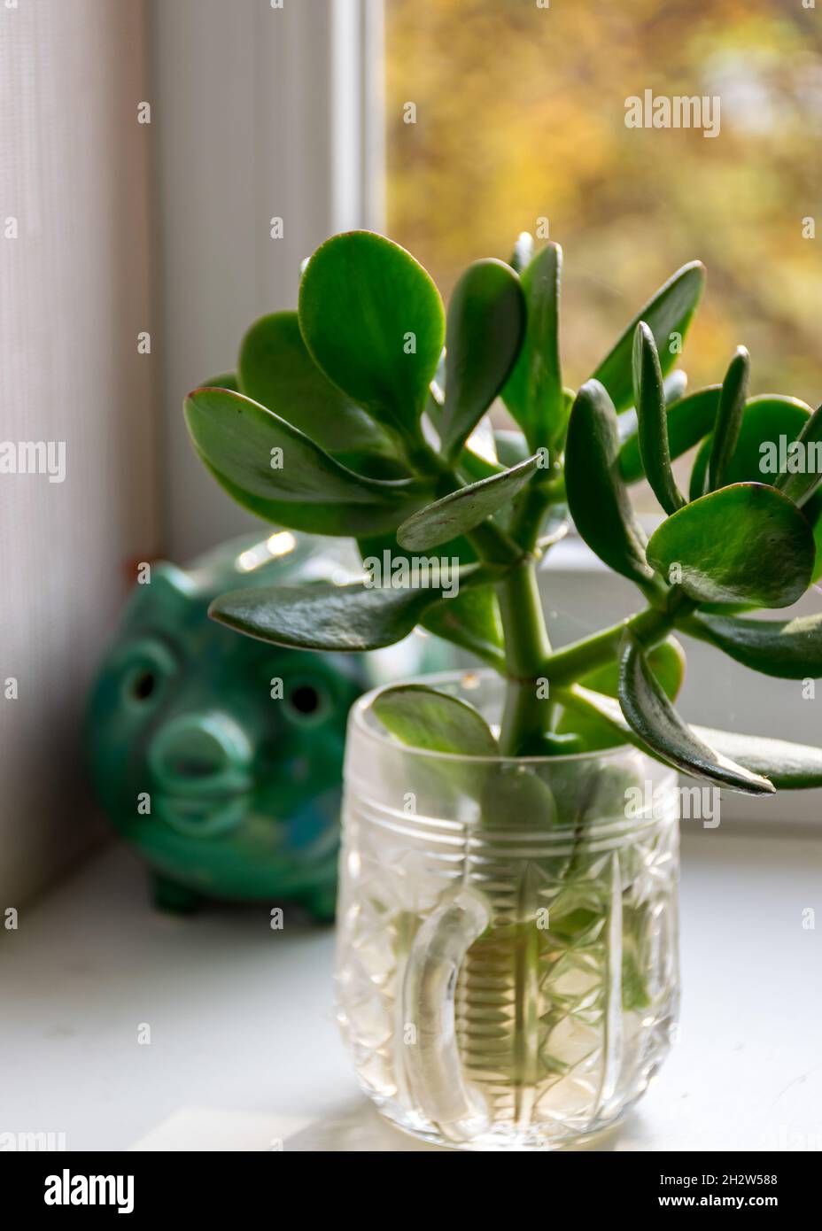 charming small green money tree twig in a glass mug, plant propagation ...