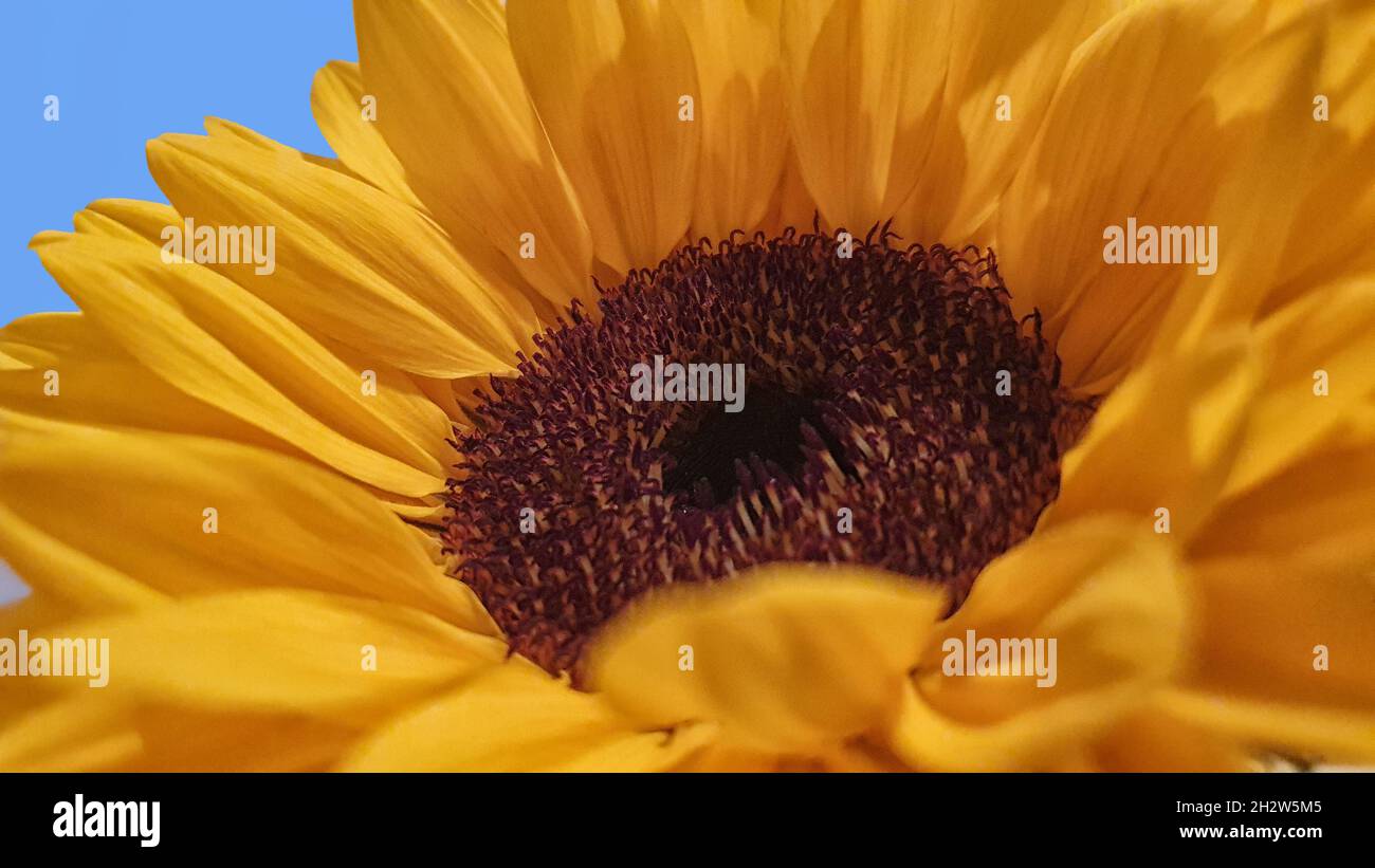 Sunflower in close up against blue background Stock Photo - Alamy