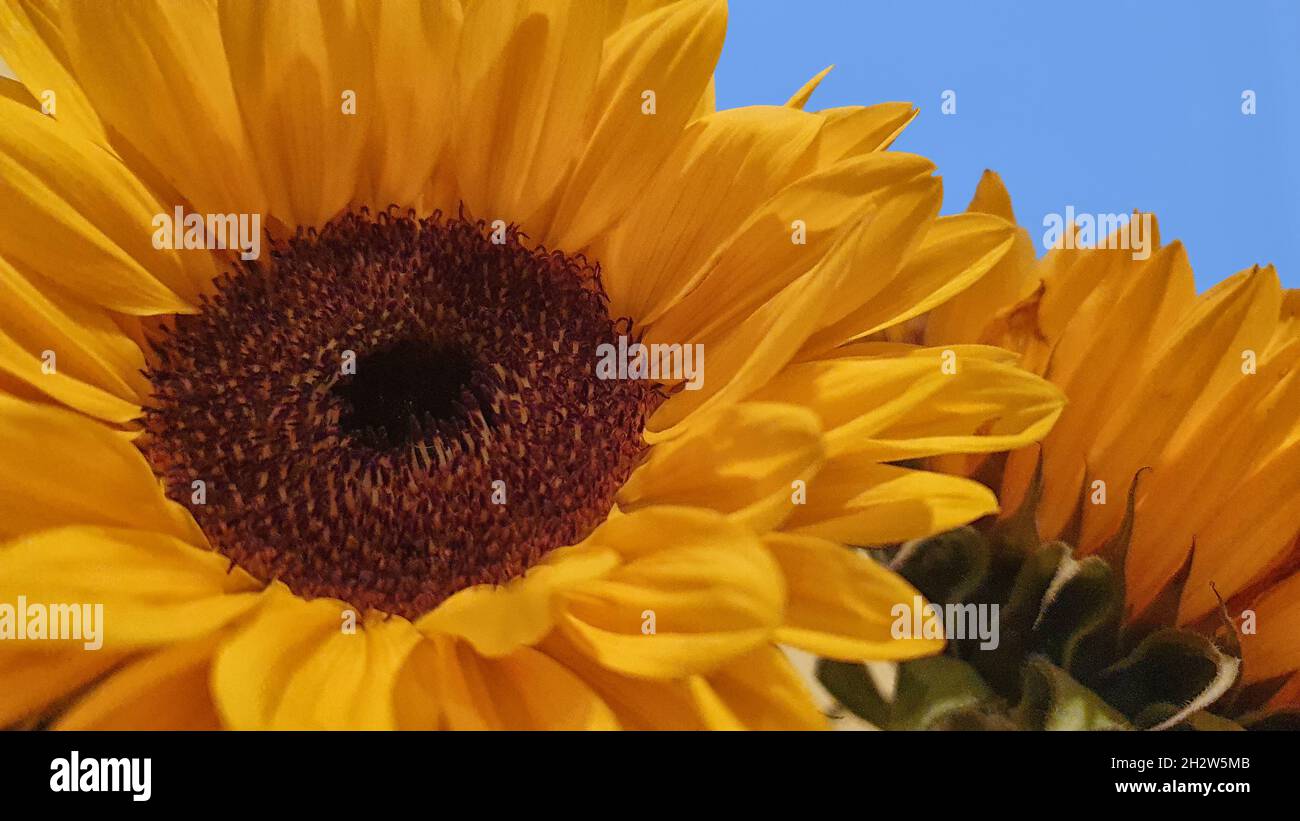 Sunflower in close up against blue background Stock Photo - Alamy