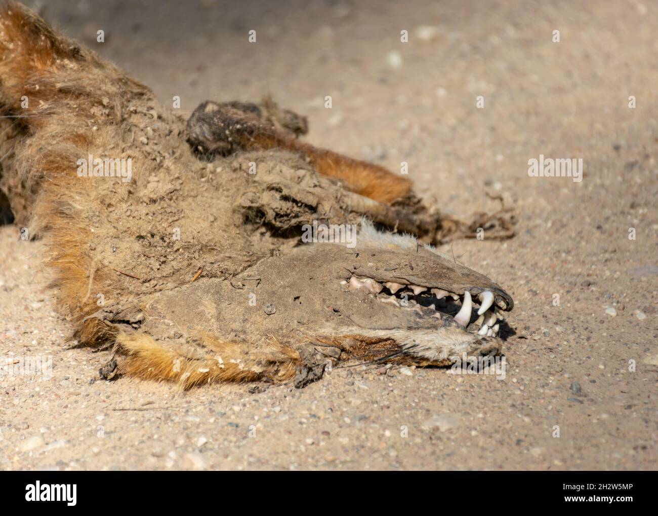 photograph of a run, dead fox on a country road, the remains of an ...