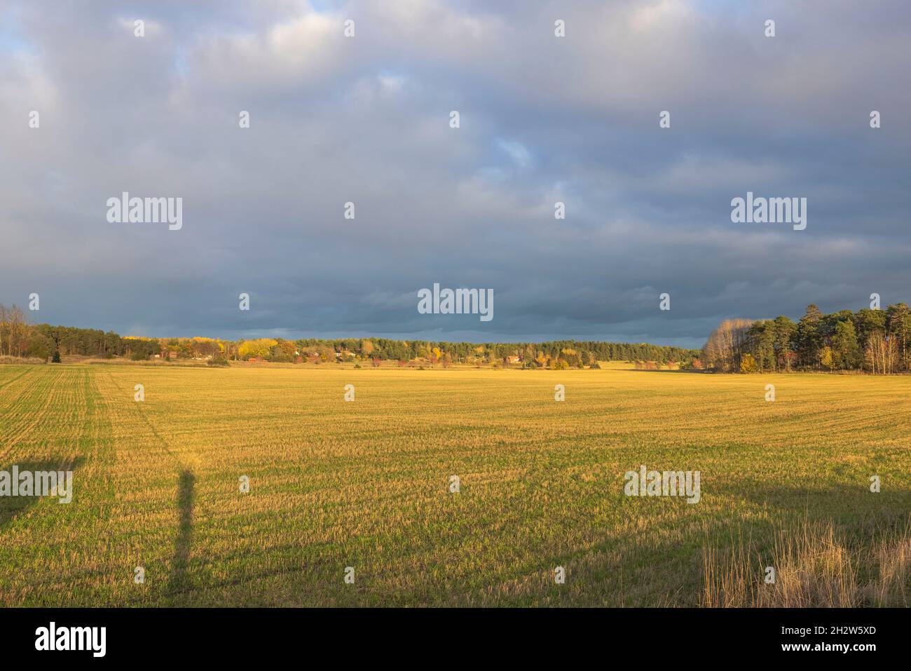 Gorgeous colorful fall landscape view. Yellow field and trees on blue ...