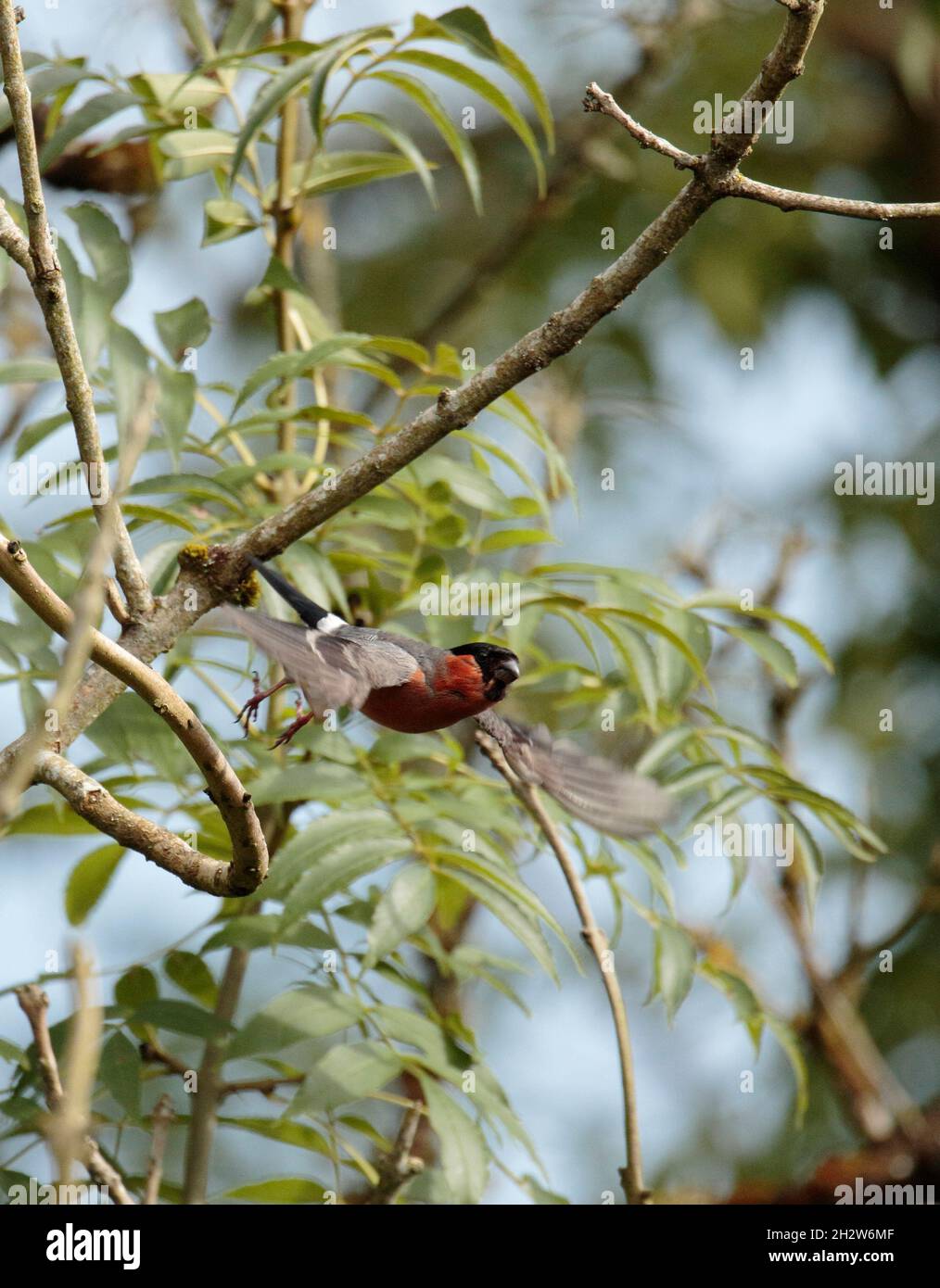 Bullfinch Flying Uk High Resolution Stock Photography and Images - Alamy