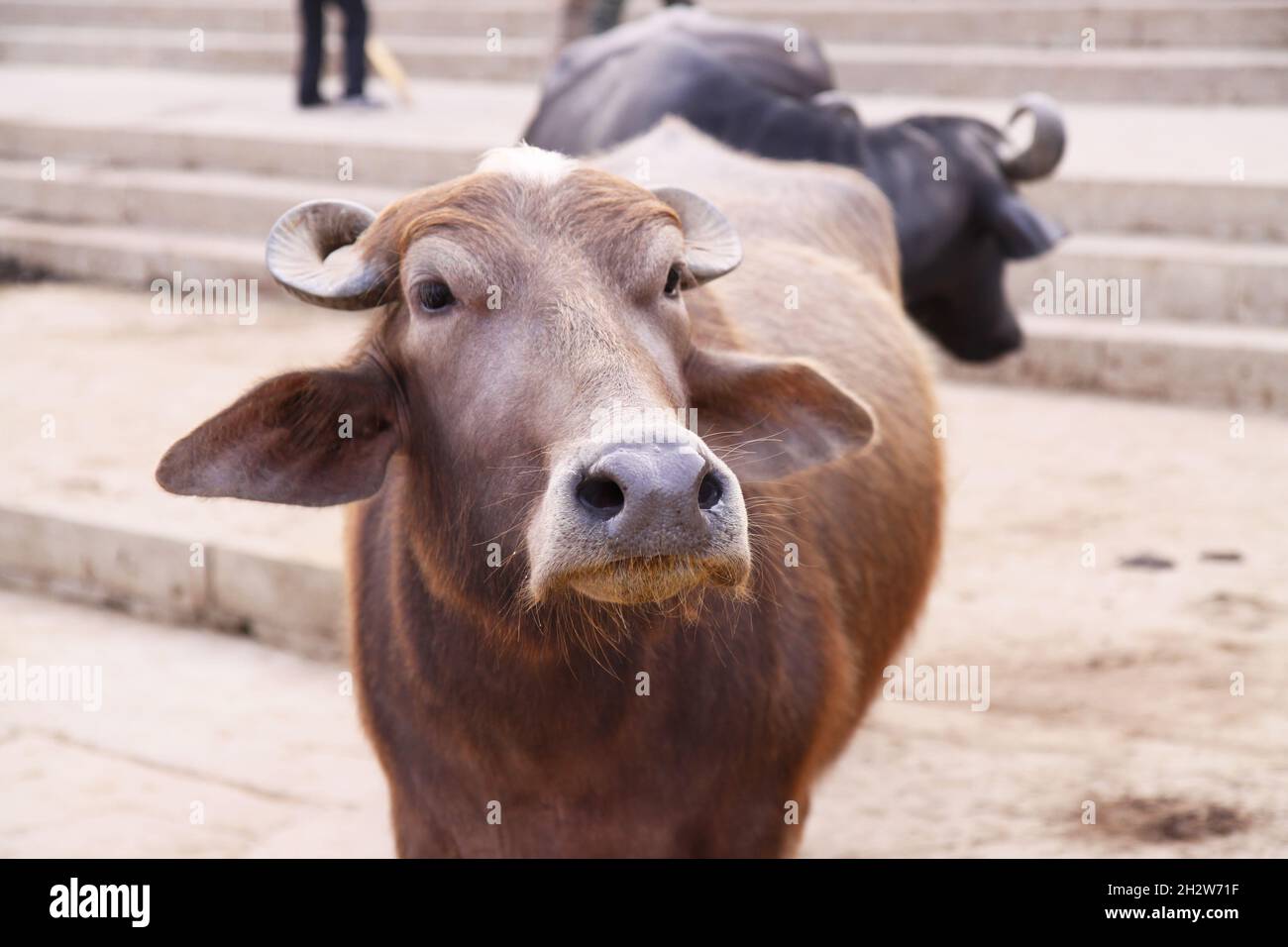 Horned black cow in Ghat, Varanasi, India Stock Photo - Alamy