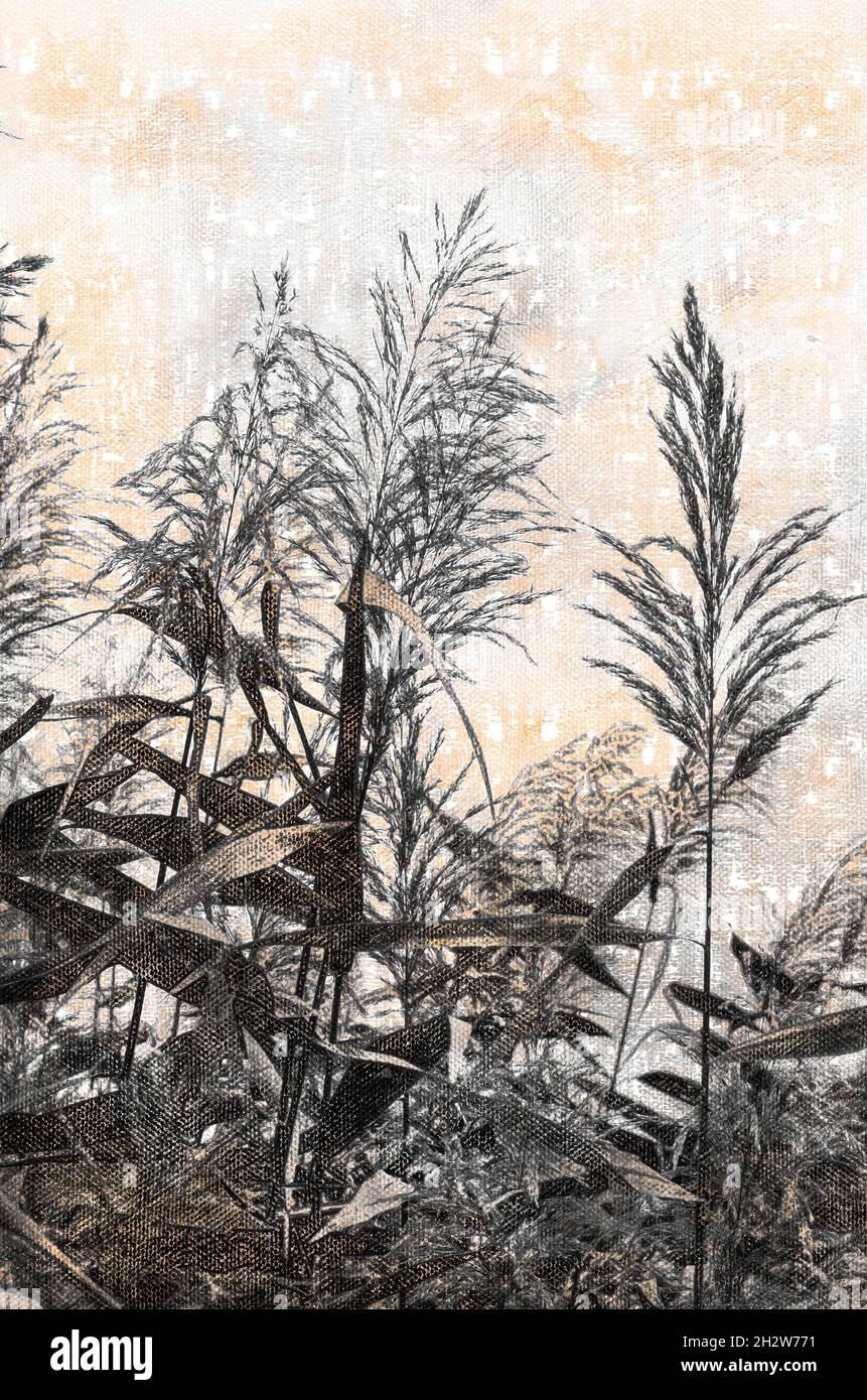 Tall reeds on the bank of a river or lake. Coastal water plants against ...