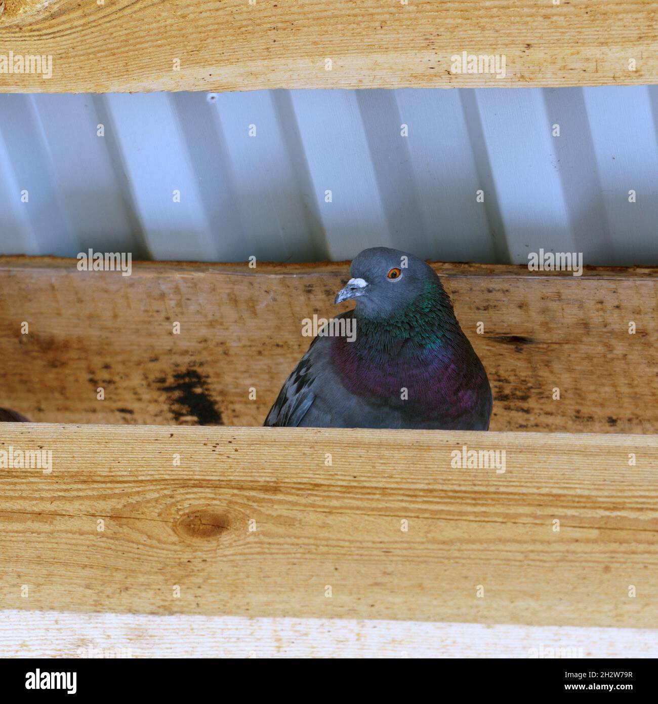 Blue pigeon under the roof on a wooden beam Stock Photo - Alamy