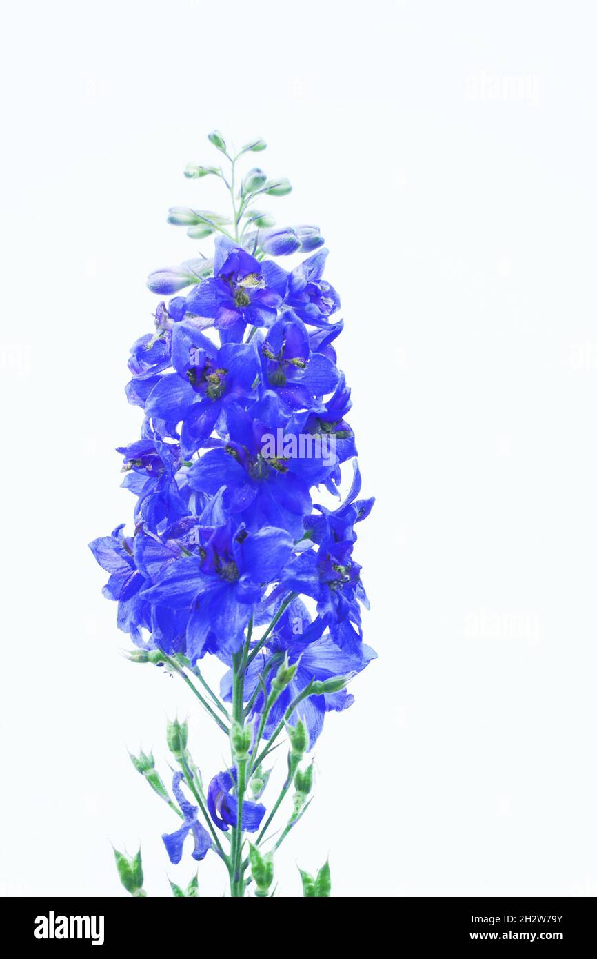 Centurion flower hi-res stock photography and images - Alamy