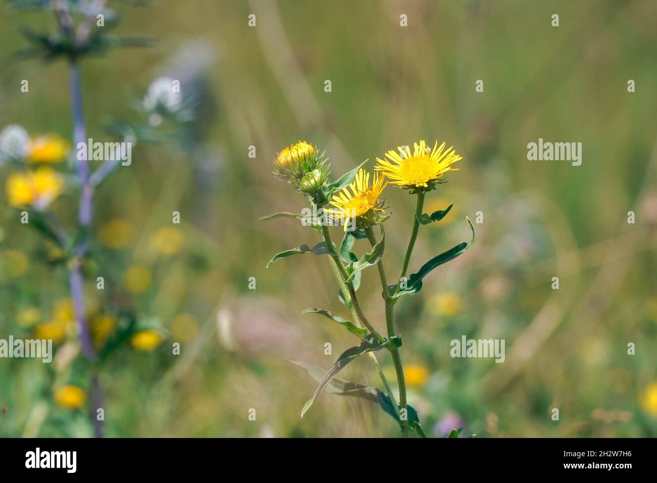 Yellow flowers of elecampane on a natural background. Inula helenium ...