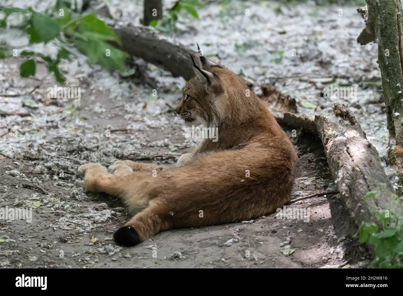 Swedish lynx hi-res stock photography and images - Alamy