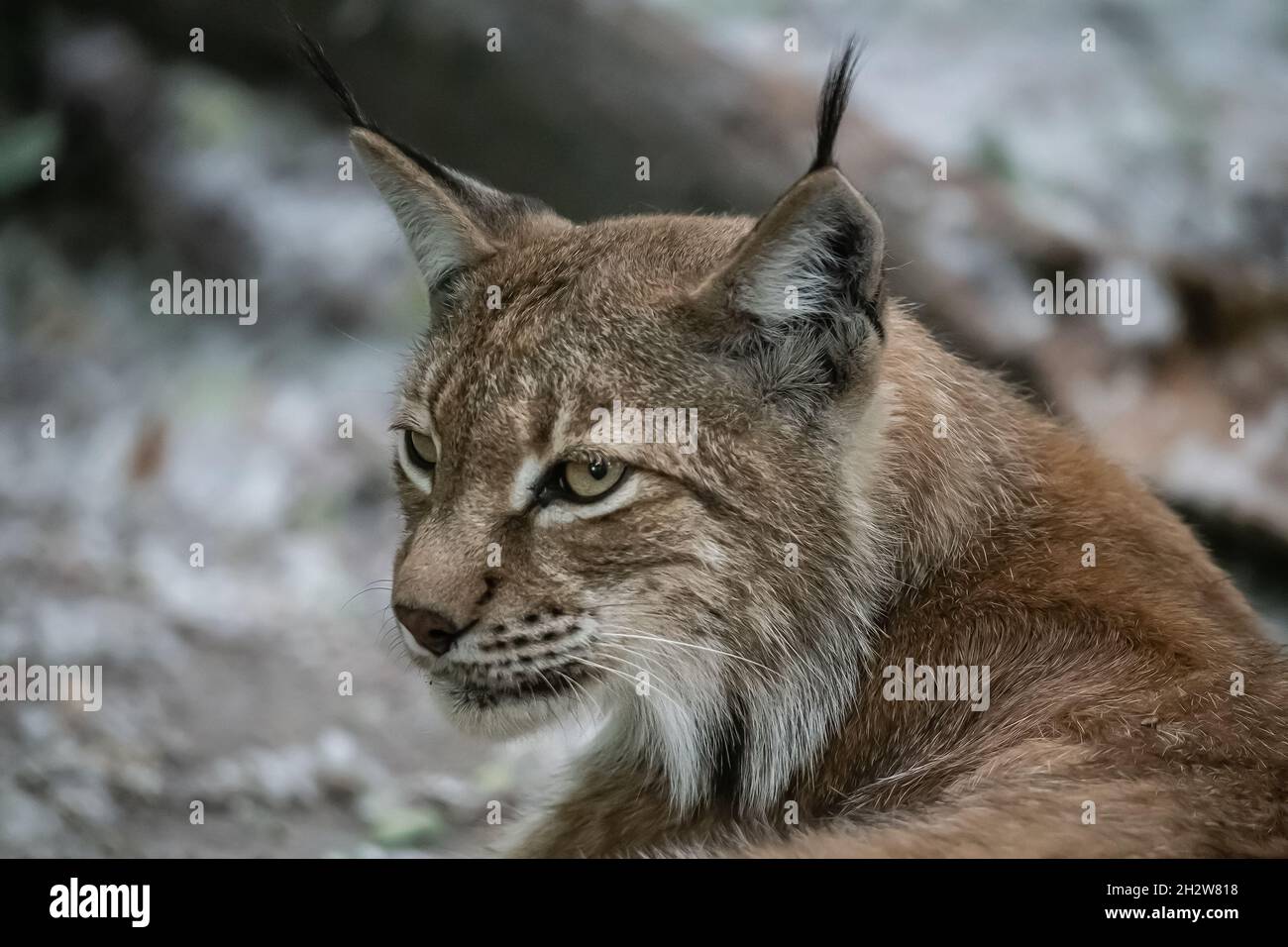 Closeup of Eurasian lynx (Lynx lynx) in its natural habitat Stock Photo ...