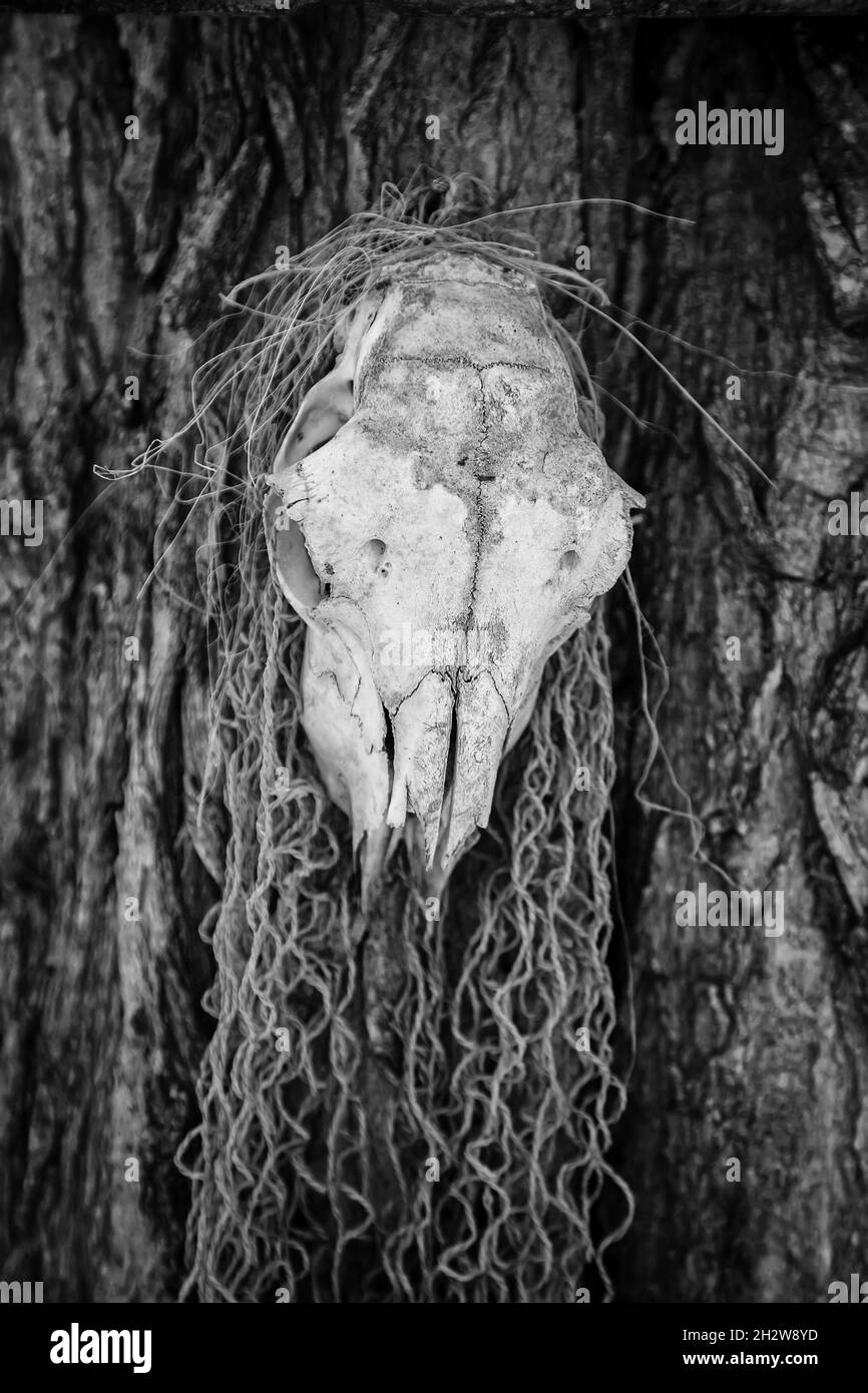 Old goat skull, detail of witchcraft and satan Stock Photo - Alamy