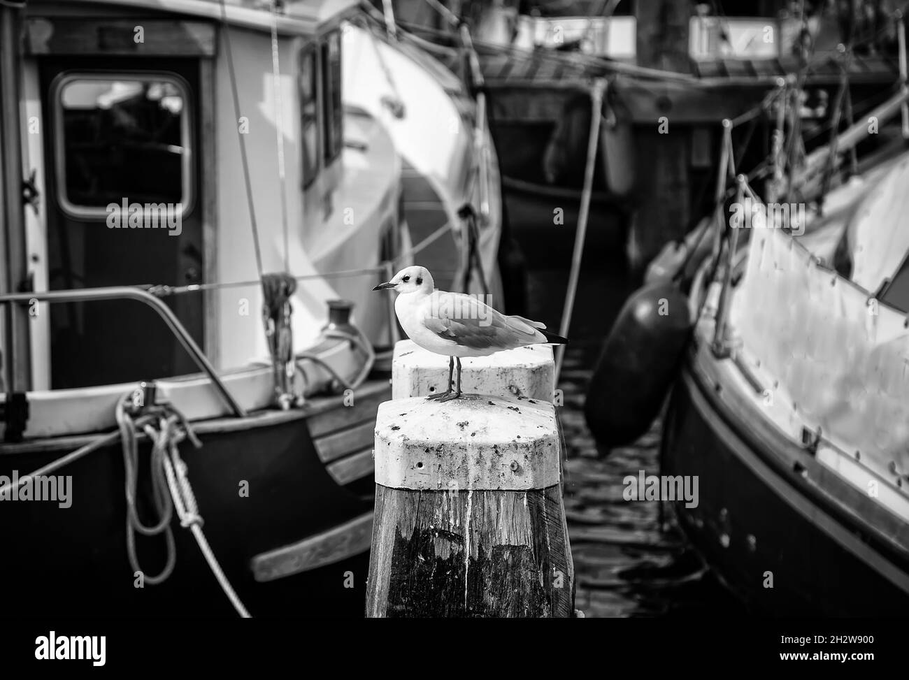 Ocean dock detail Black and White Stock Photos & Images - Alamy