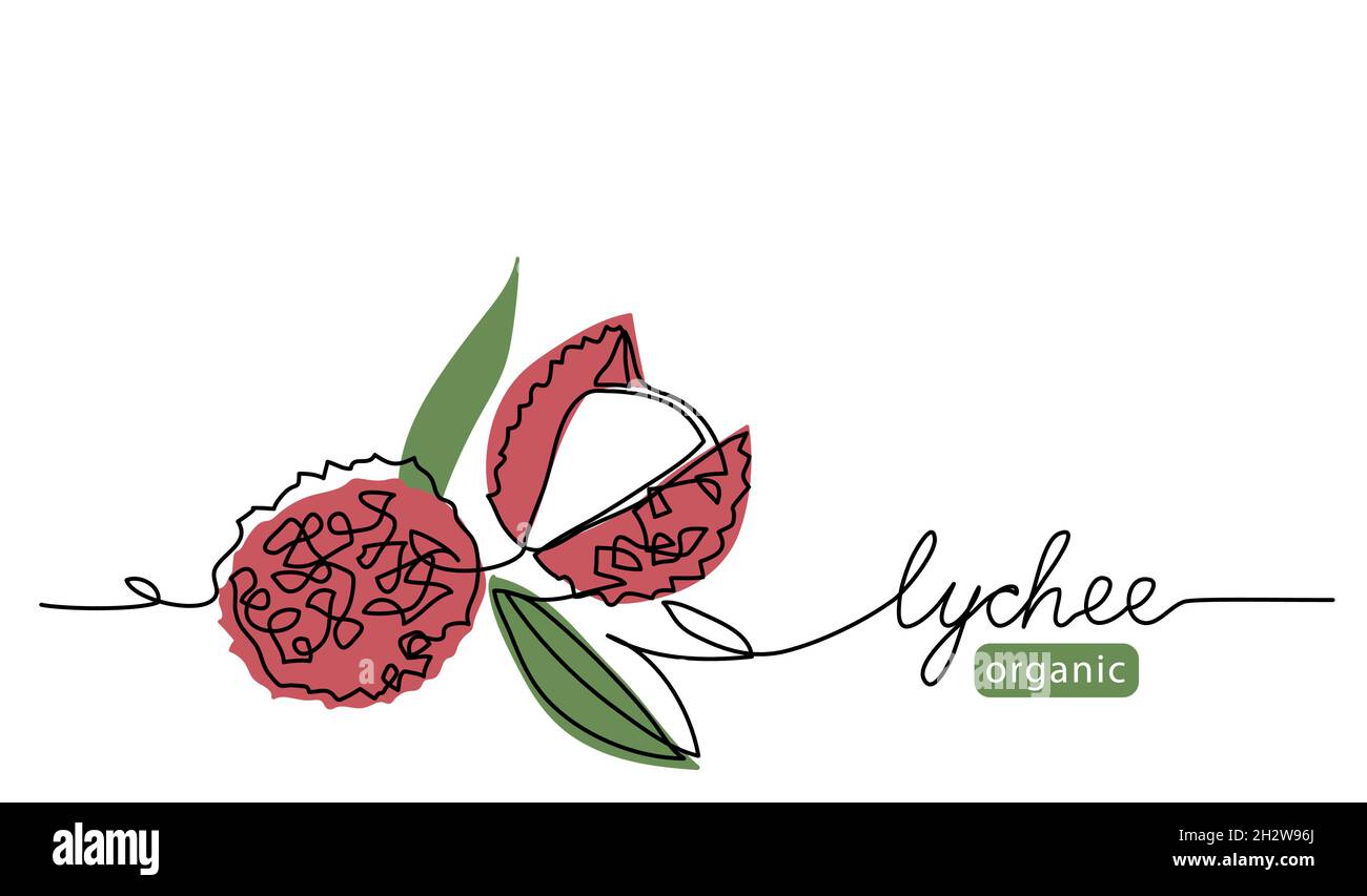 Lychee fruit simple color vector illustration. One continuous line art ...