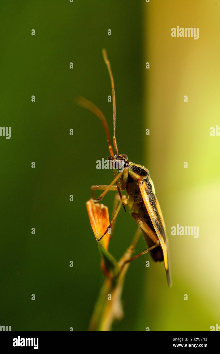Plant Bugs (Grypocoris stysi Stock Photo - Alamy