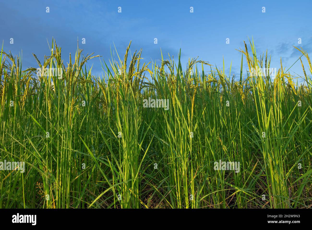 Ears of rice. Close-up of the rice ears Stock Photo - Alamy