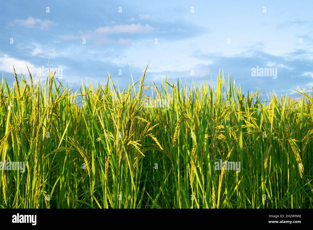 Ears of rice. Close-up of the rice ears Stock Photo - Alamy