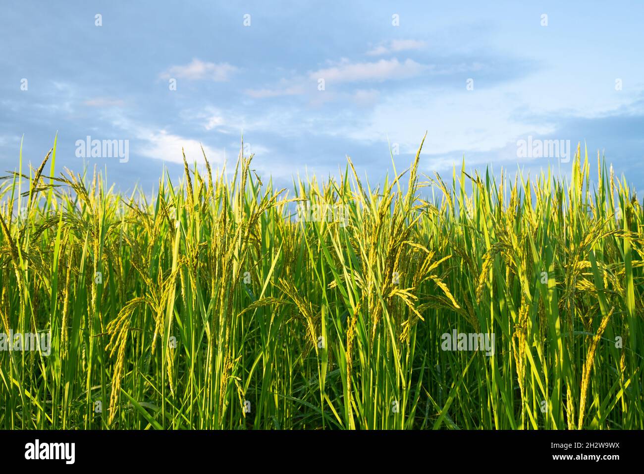 Ears of rice. Close-up of the rice ears Stock Photo - Alamy