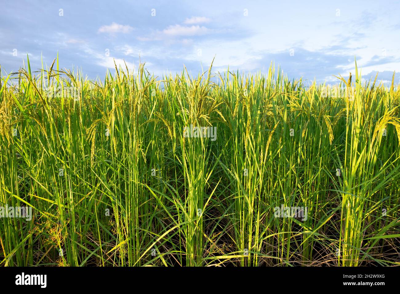 Ears of rice. Close-up of the rice ears Stock Photo - Alamy