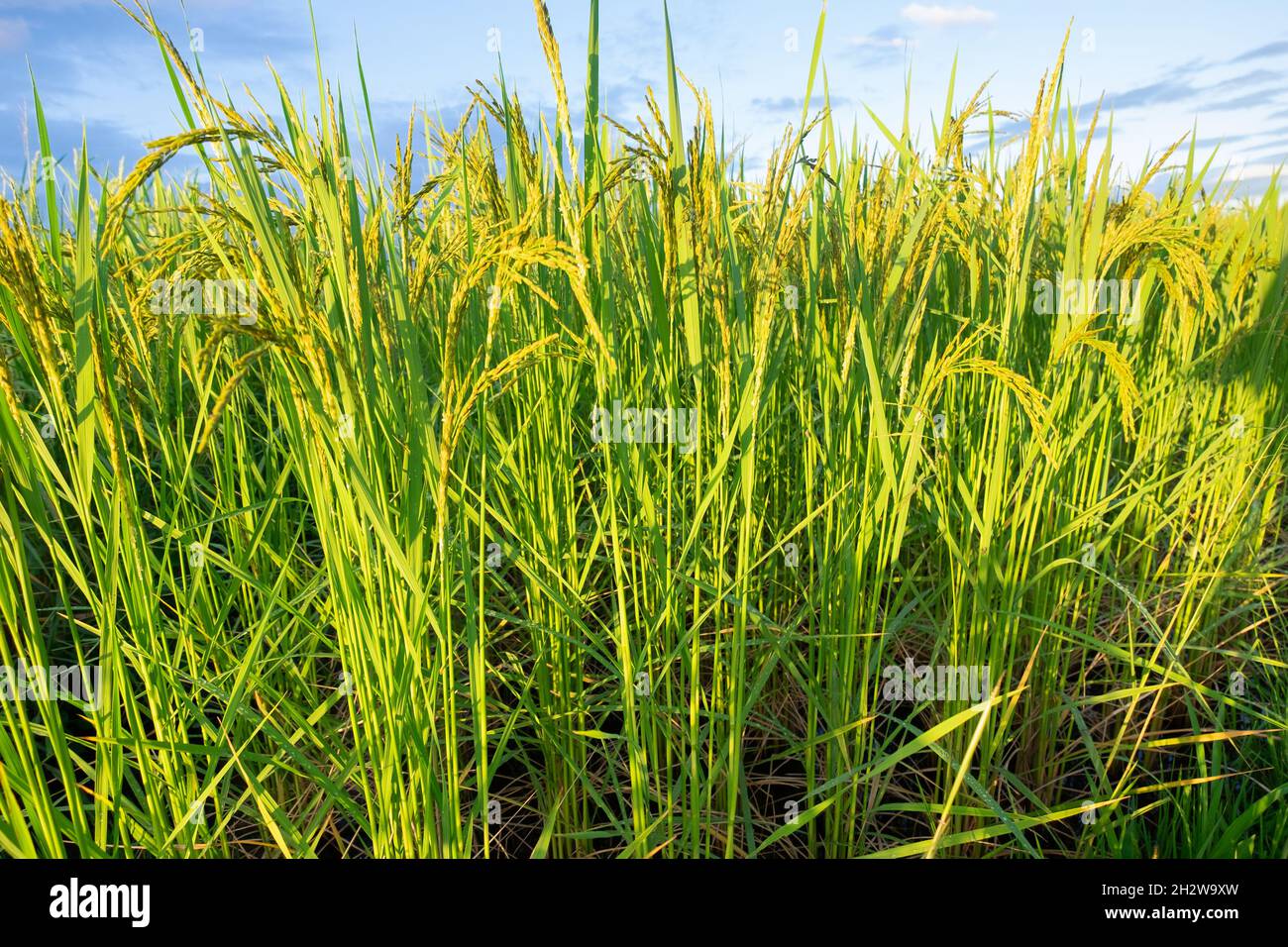 Ears of rice. Close-up of the rice ears Stock Photo - Alamy
