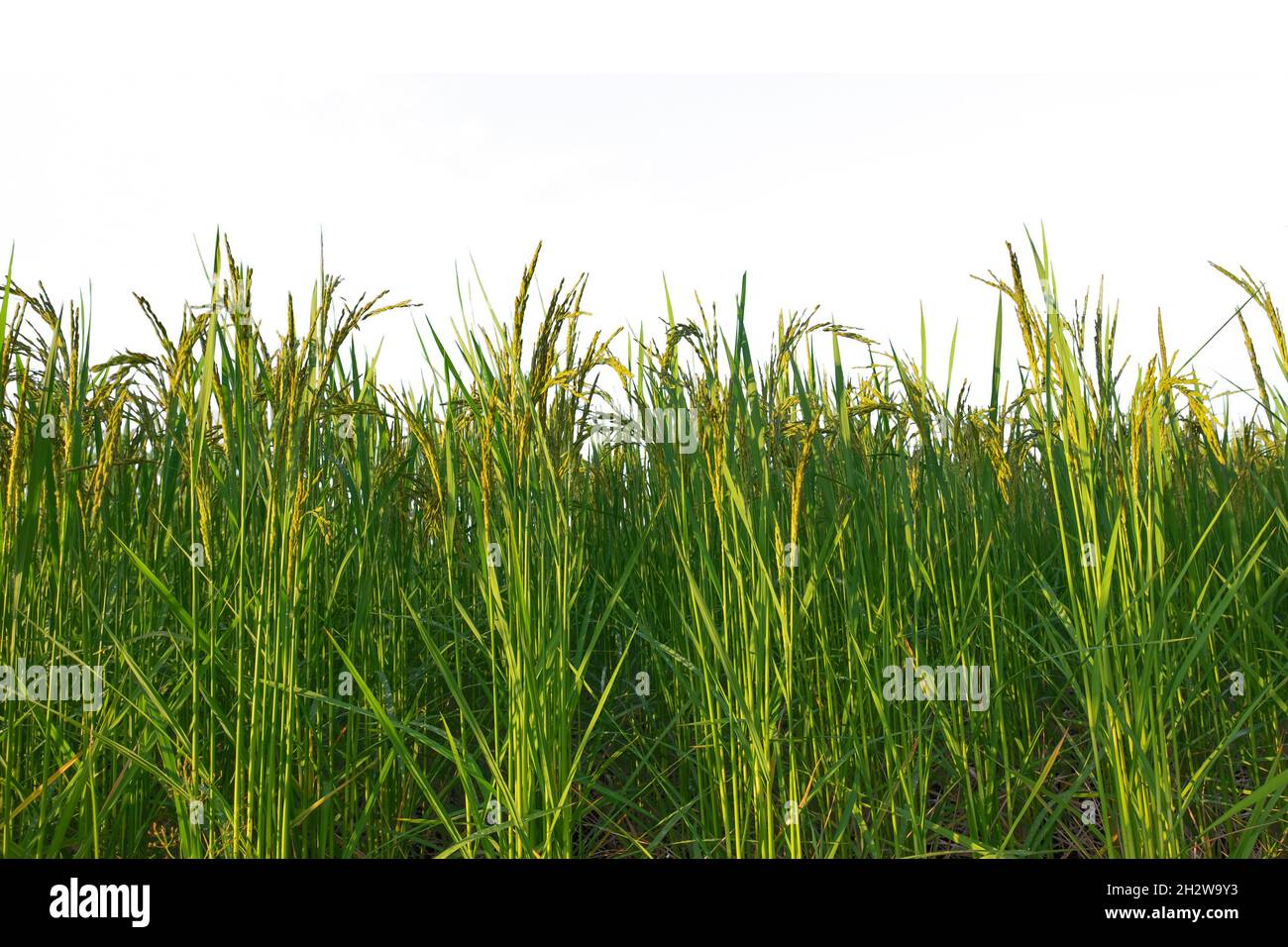 Ears of rice. Close-up of the rice ears Stock Photo - Alamy