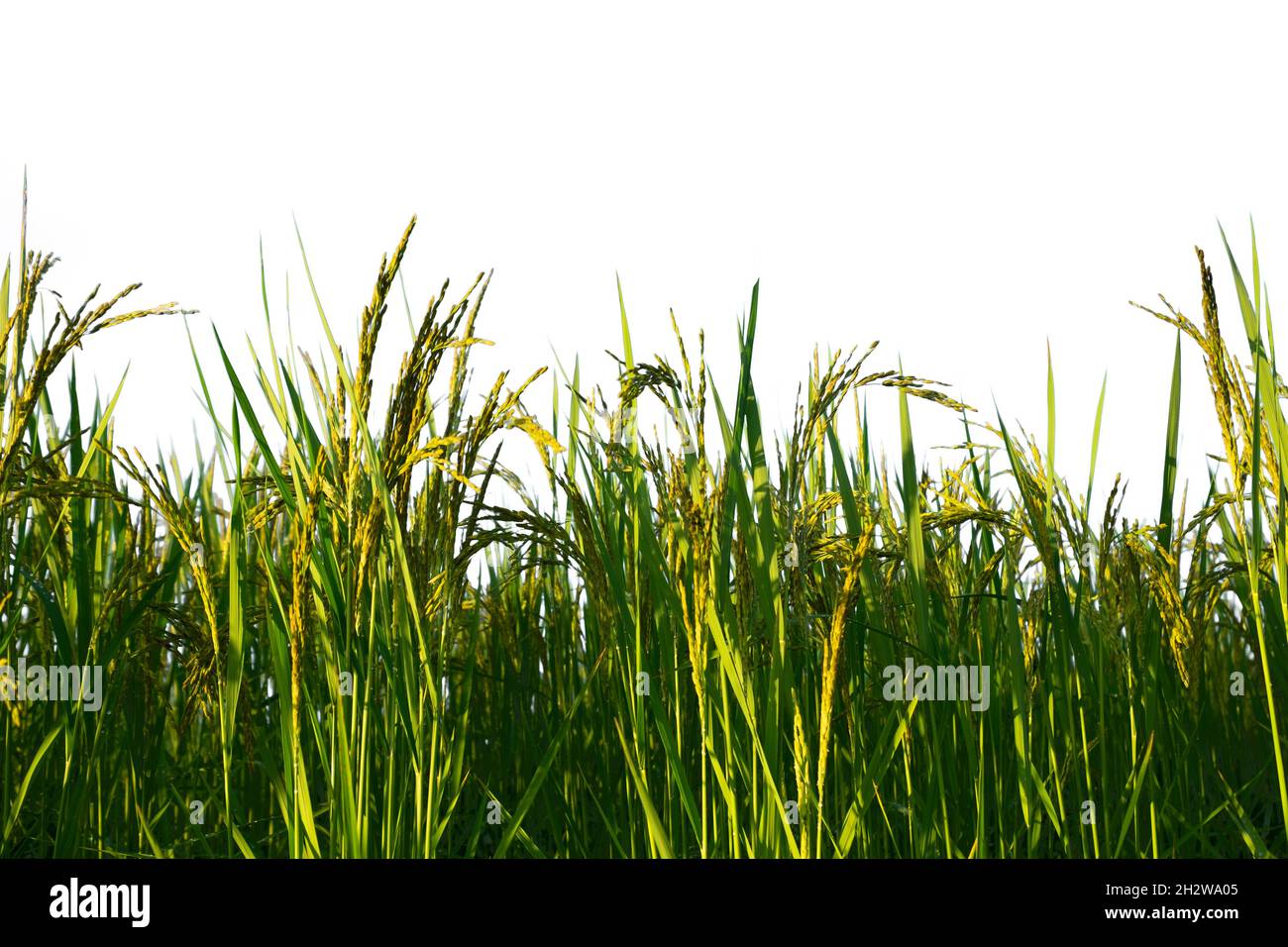 Ears of rice. Close-up of the rice ears Stock Photo - Alamy