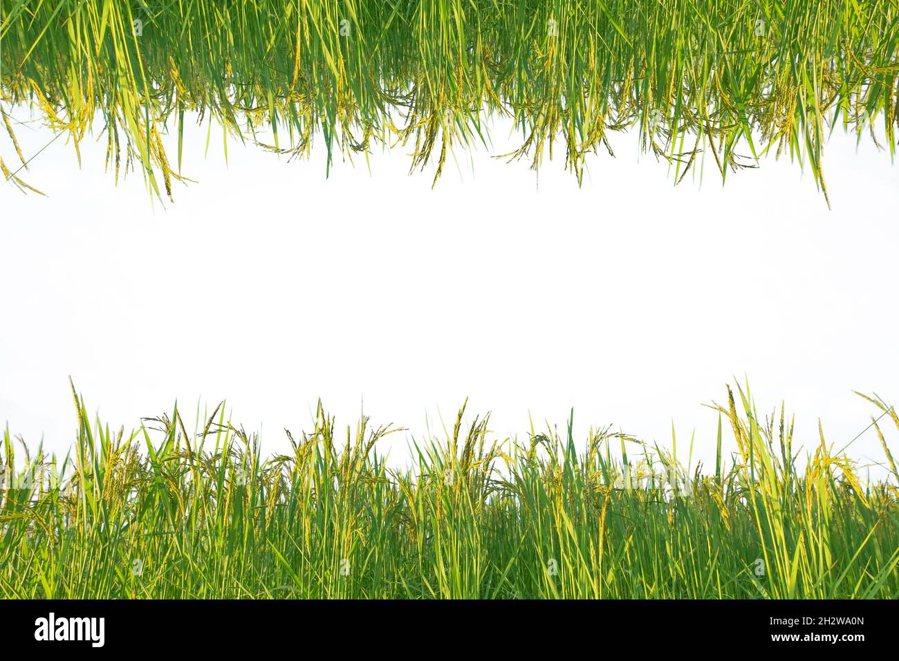 Ears of rice. Close-up of the rice ears Stock Photo - Alamy