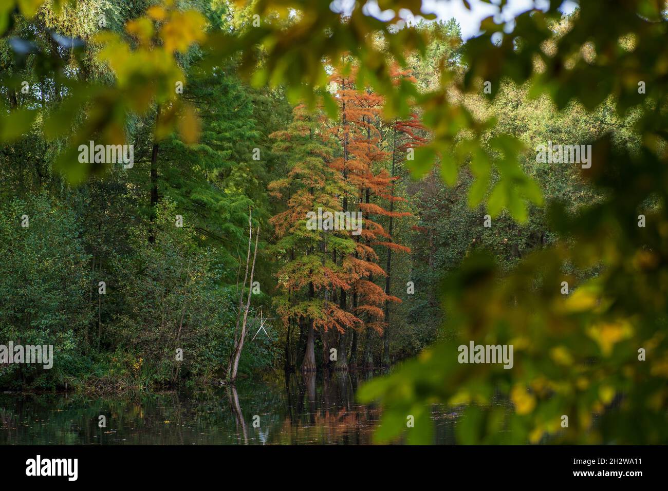Autumn on sea woods hi-res stock photography and images - Alamy
