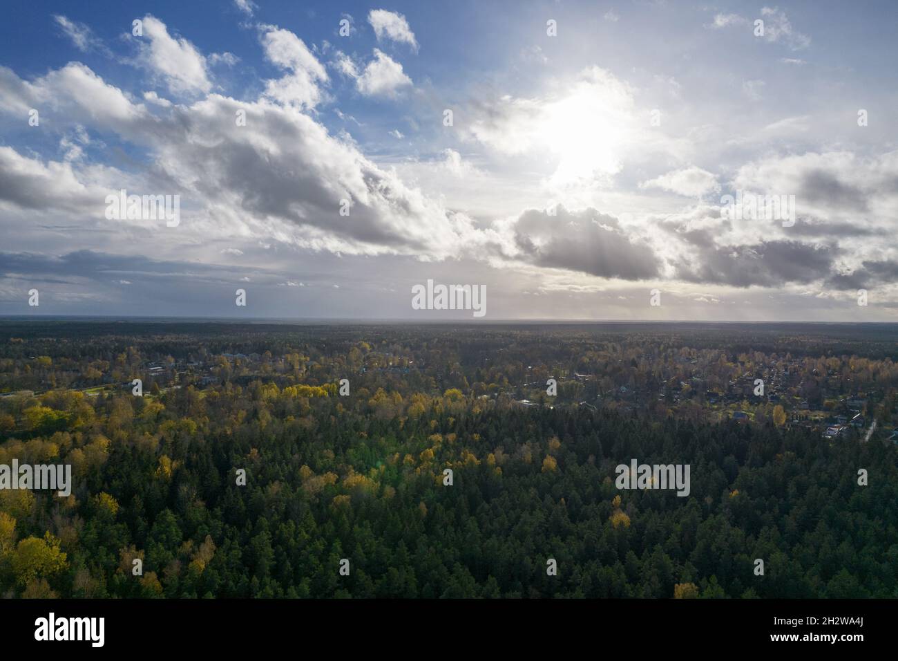 Above aerial shot of green pine forests and yellow foliage groves with ...