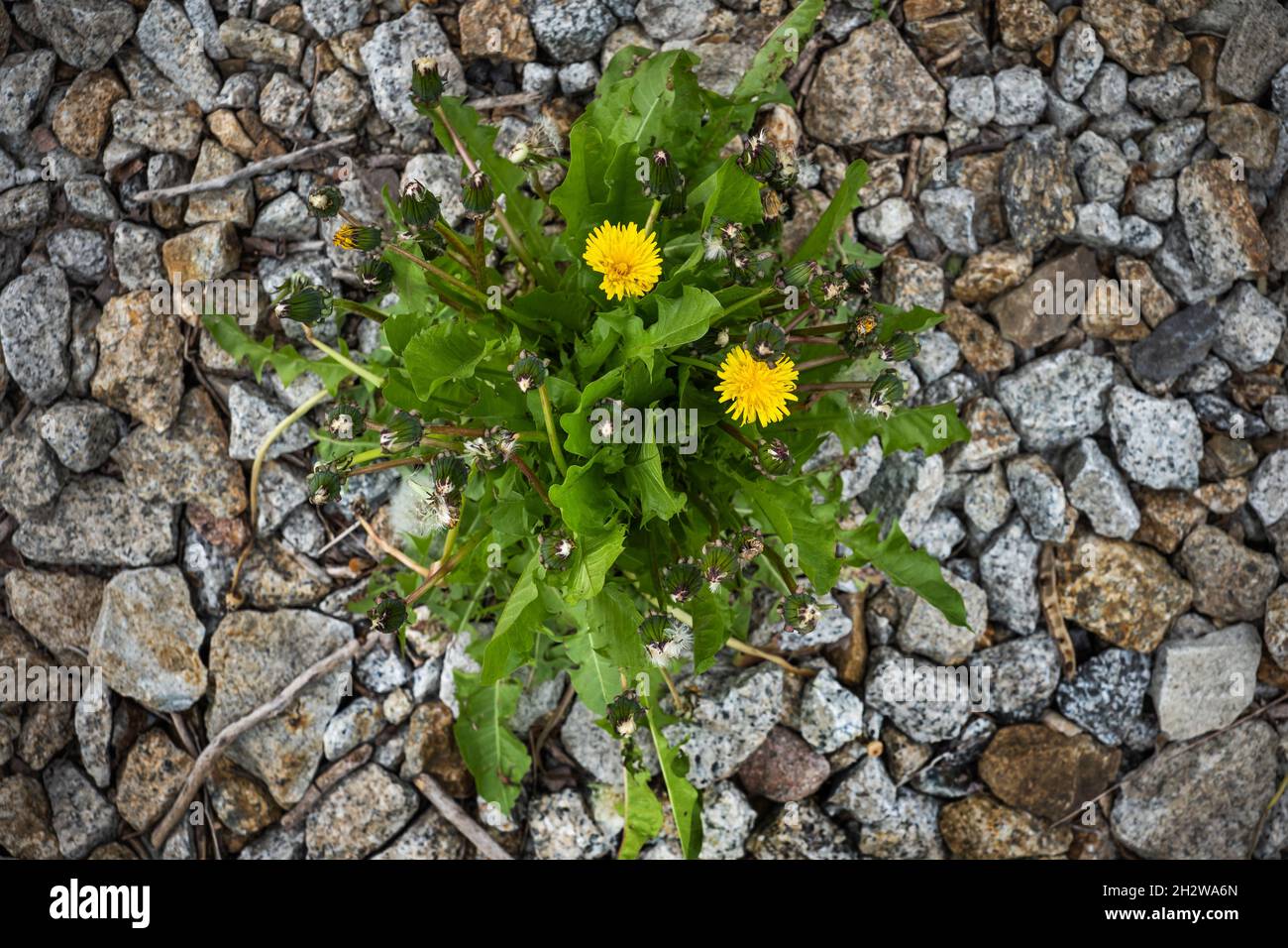Crushed flowers hi-res stock photography and images - Alamy