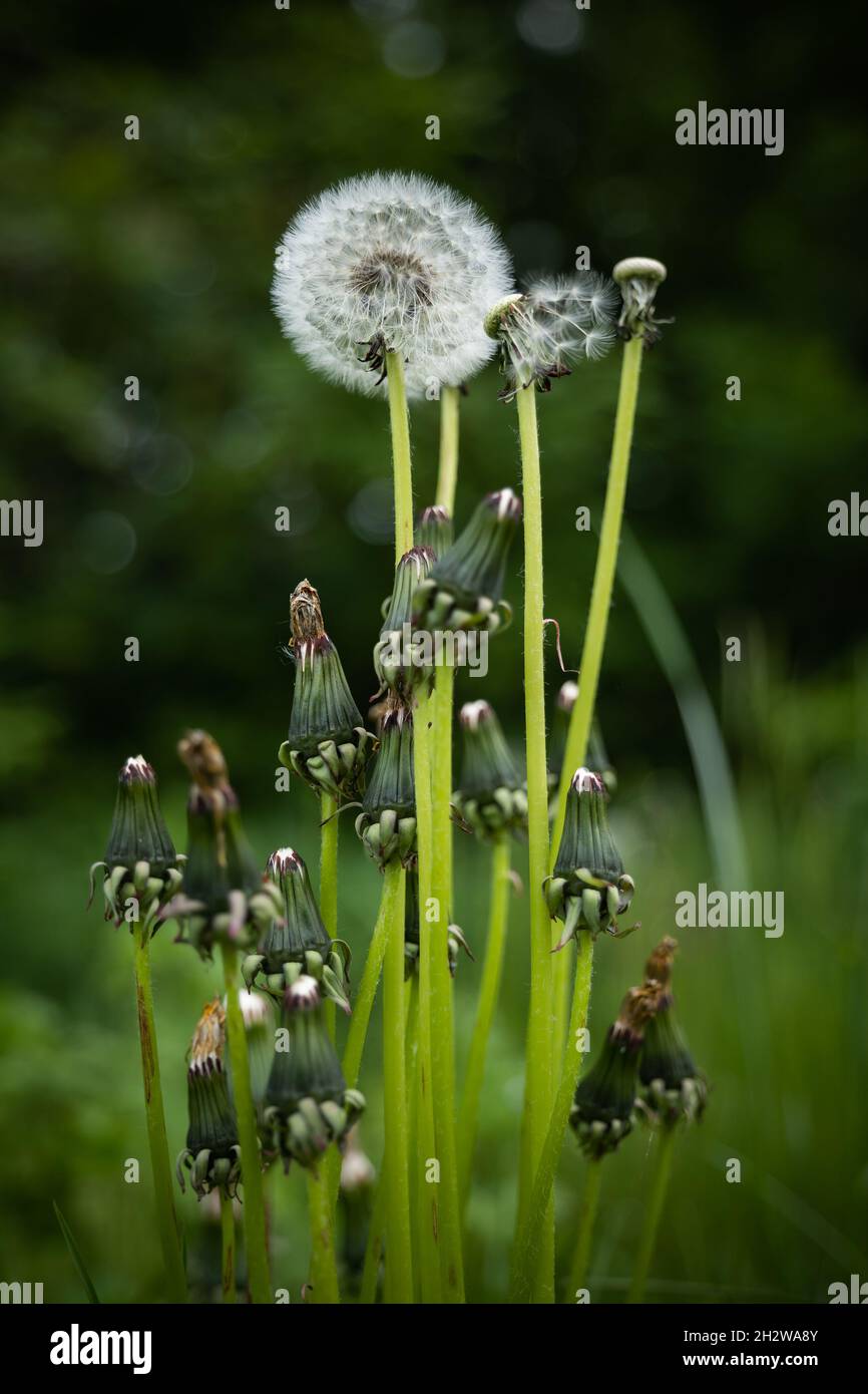 Dandelion Taraxacum overblown flower heads, plant in the family ...