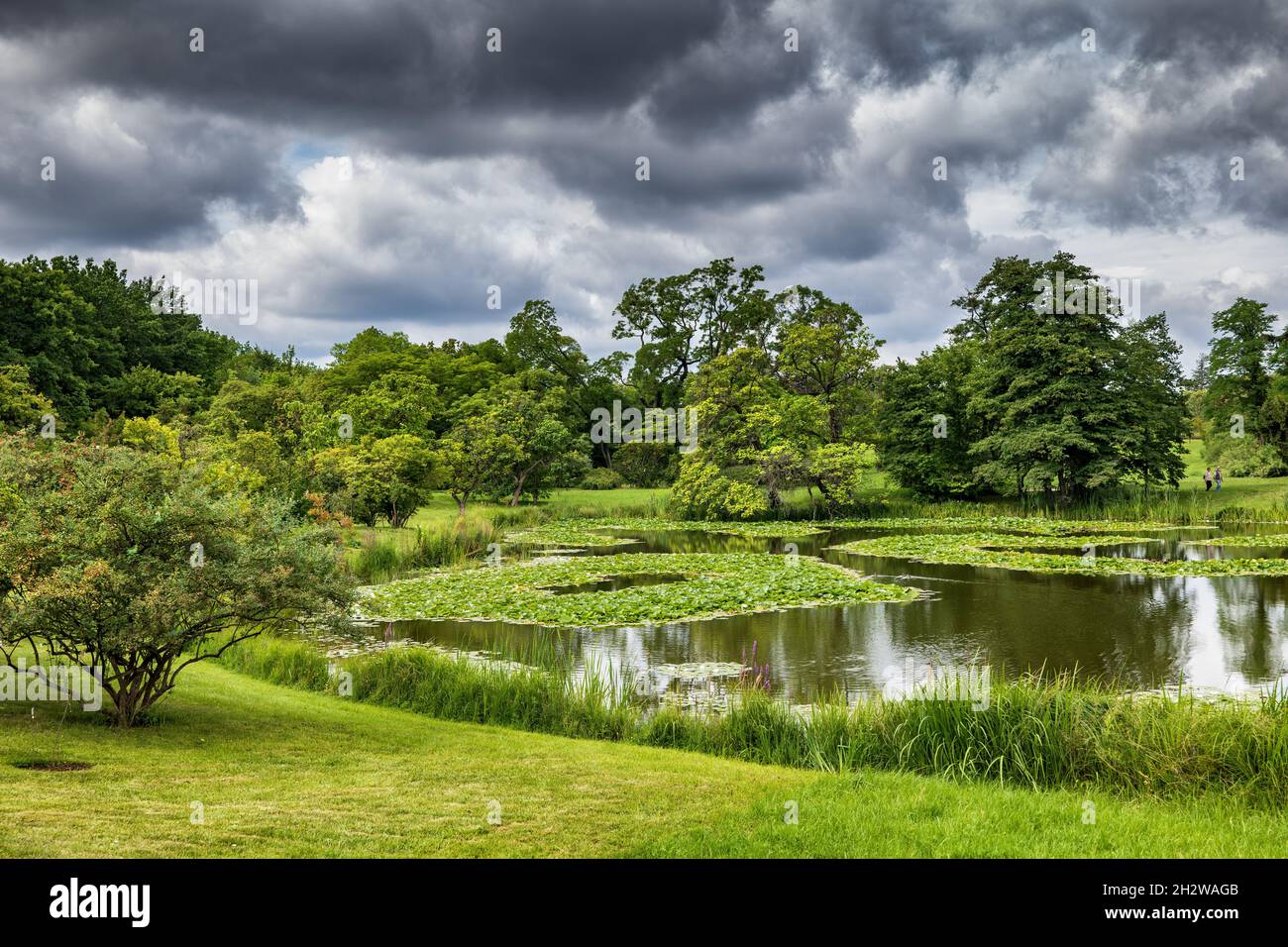 Landscape with pond in the Berlin Botanic Garden and Botanical Museum ...