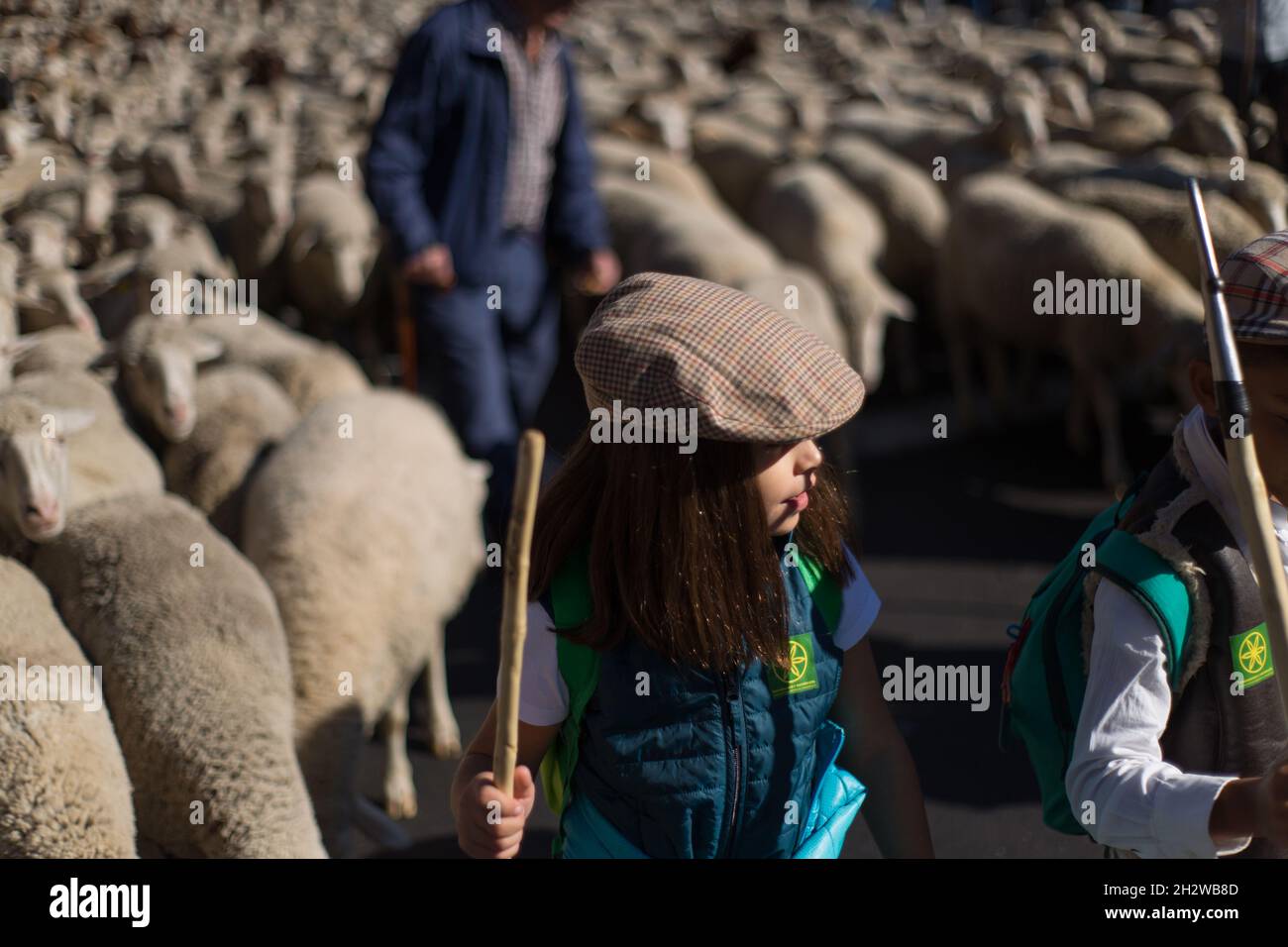 Some children dressed as shepherds try to lead the sheep through Madrid ...