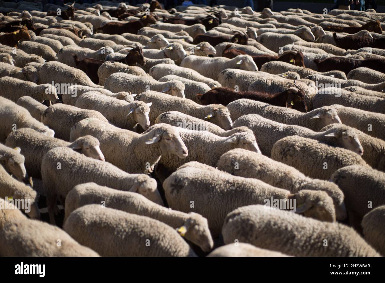 The herd of about 1000 sheep passing through Madrid. (Photo by Fer ...