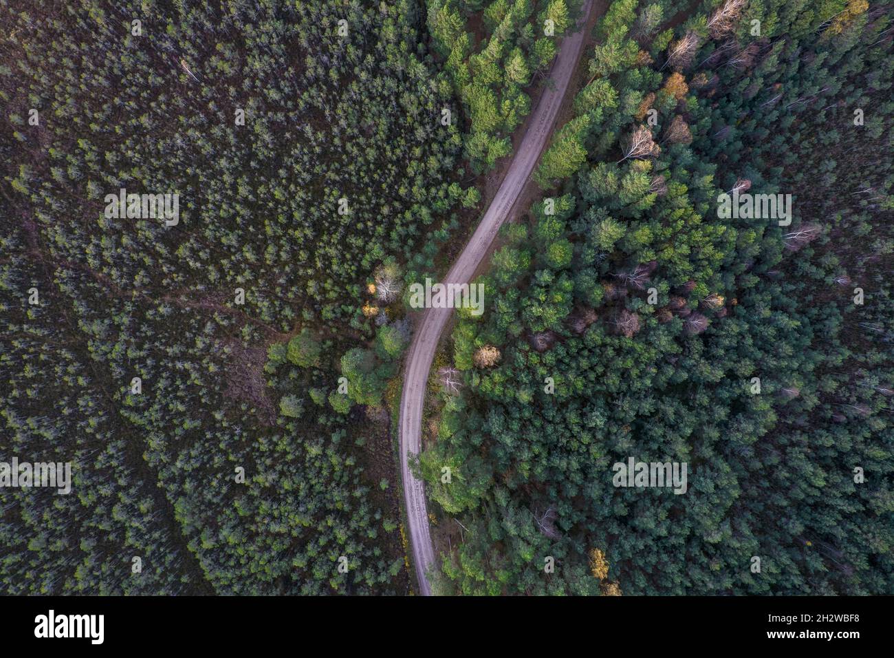 Road among autumn dense hi-res stock photography and images - Alamy