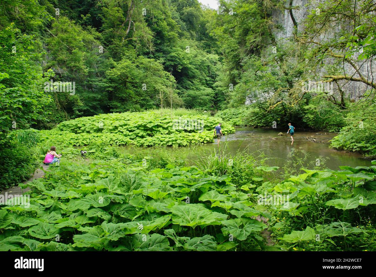 River Wye in Chee Dale, Peak District, Derbyshire, UK Stock Photo - Alamy