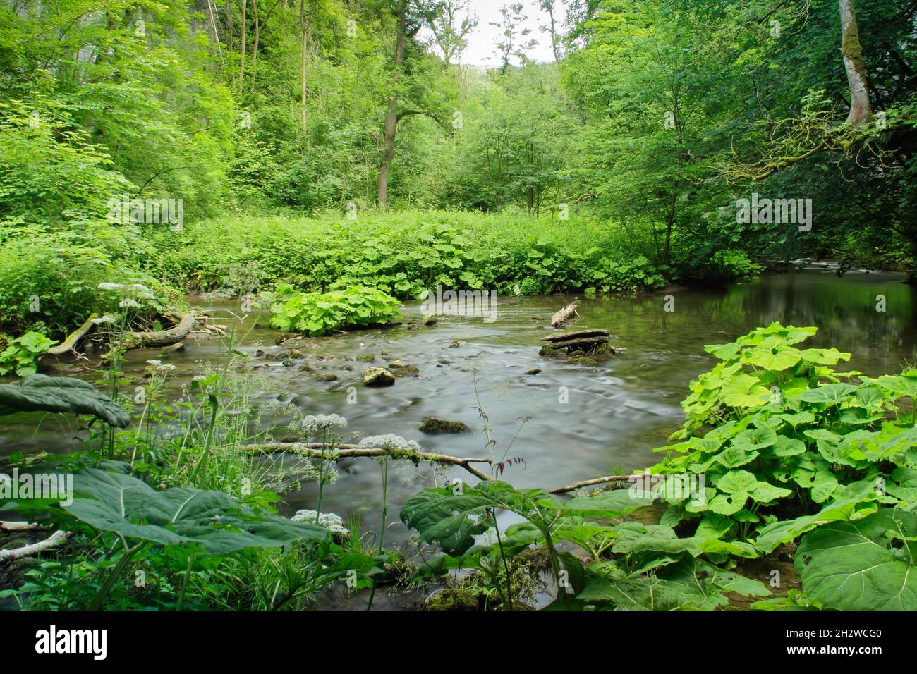 River Wye in Chee Dale, Peak District, Derbyshire, UK Stock Photo - Alamy