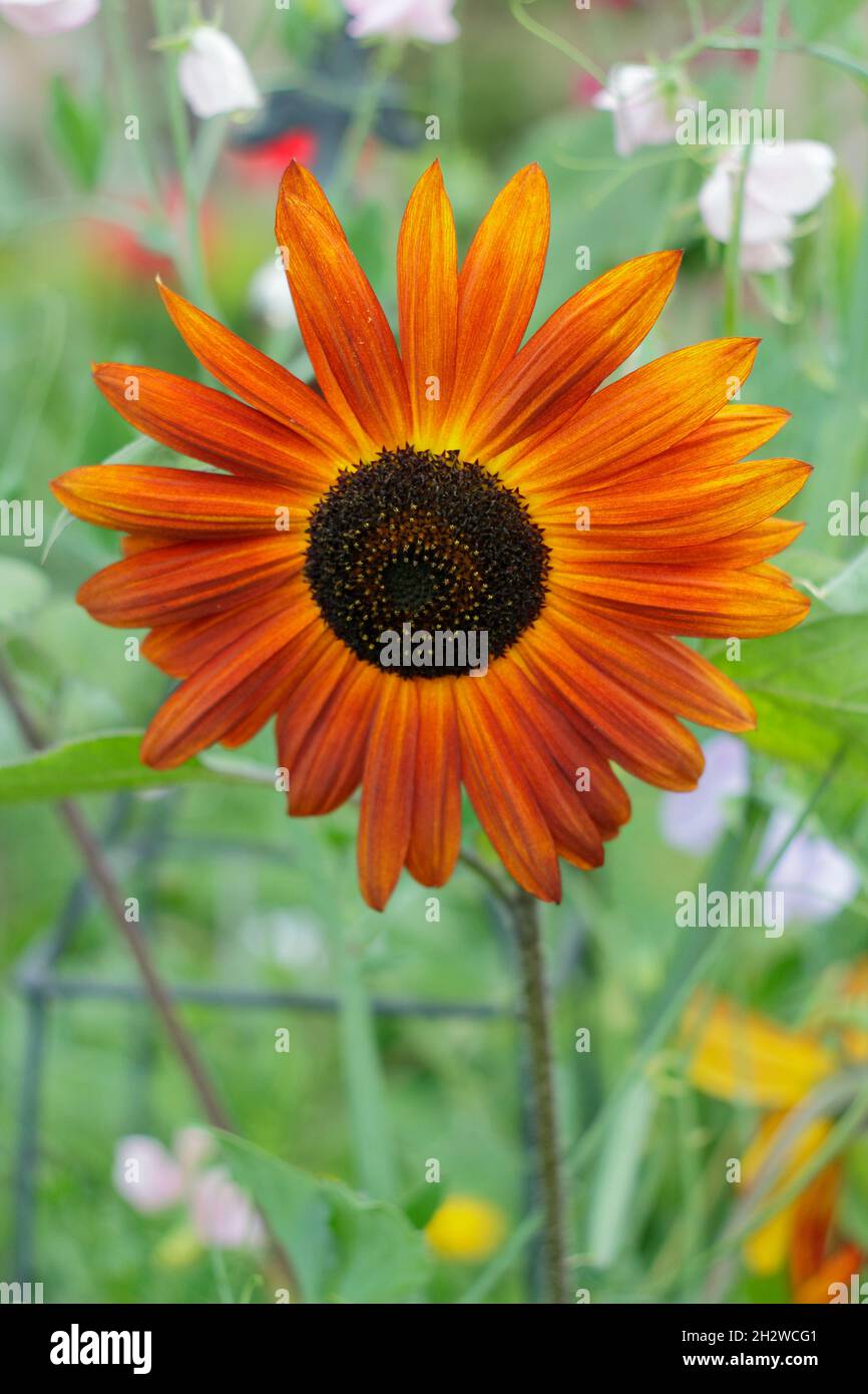 'Earthwalker' sunflower growing in a summer garden. Helianthus annuus ...
